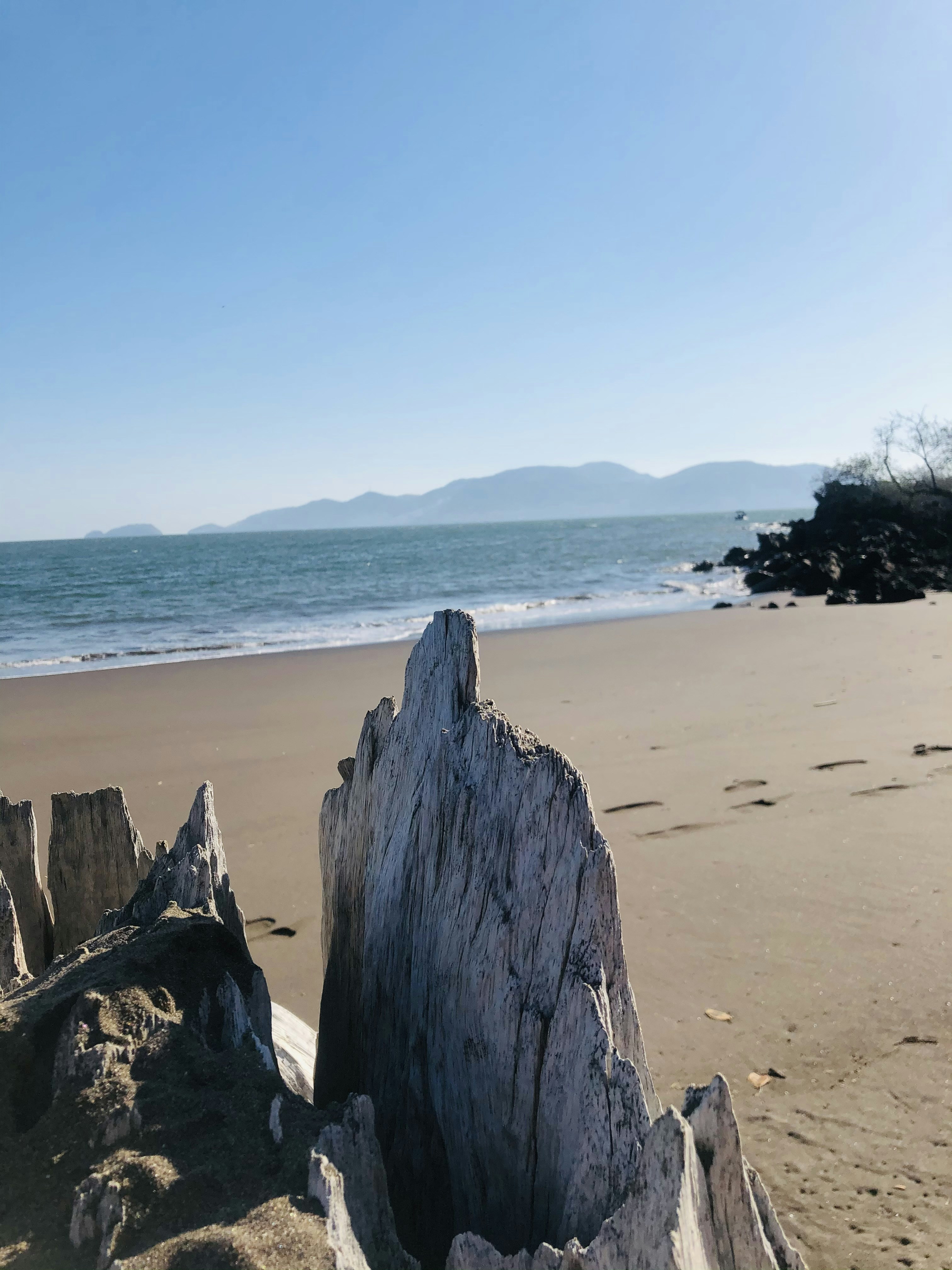 A tree stump on a beach with the ocean in the background photo – Free ...