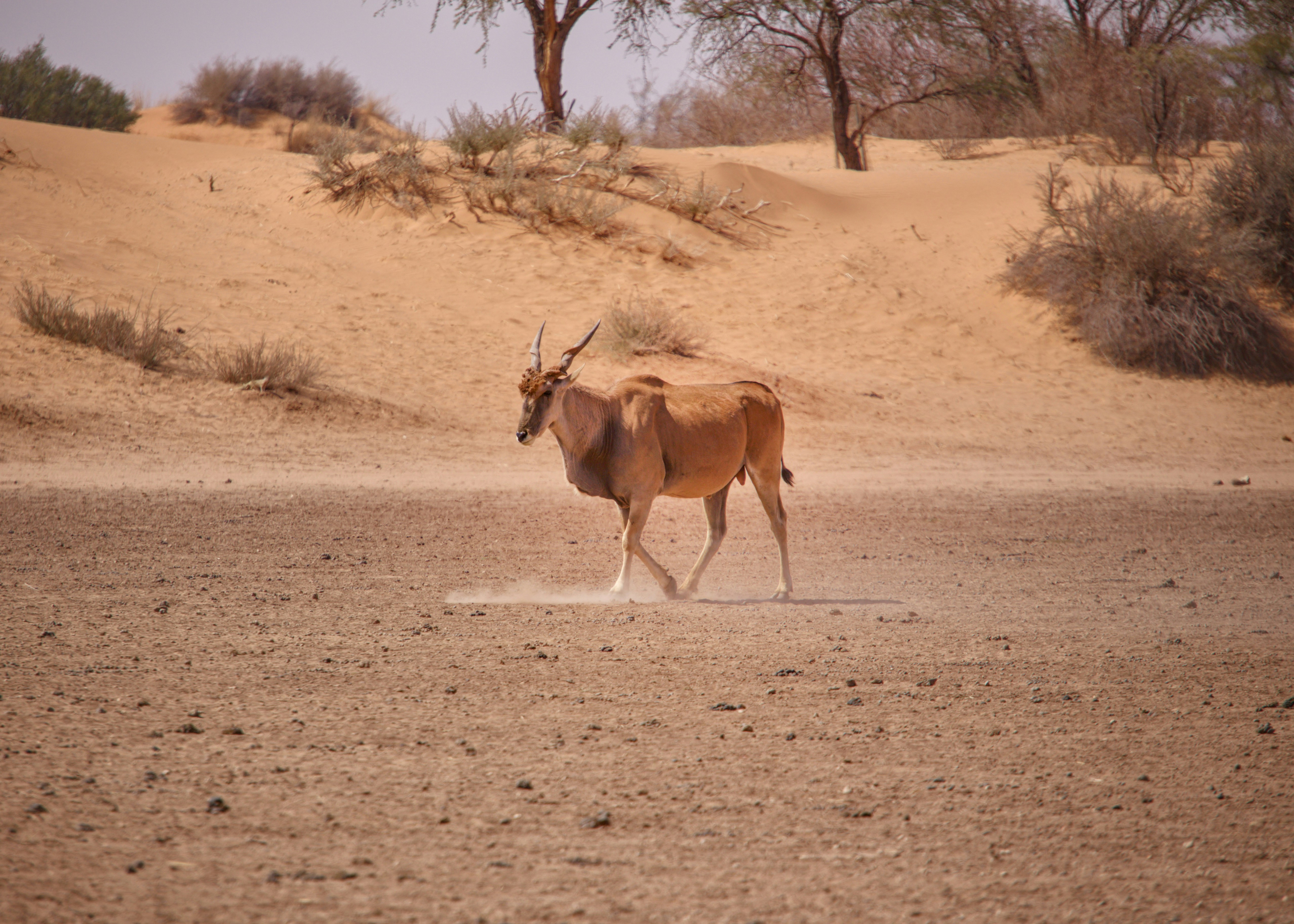 Kudu walking across arid desert terrain under sparse trees.