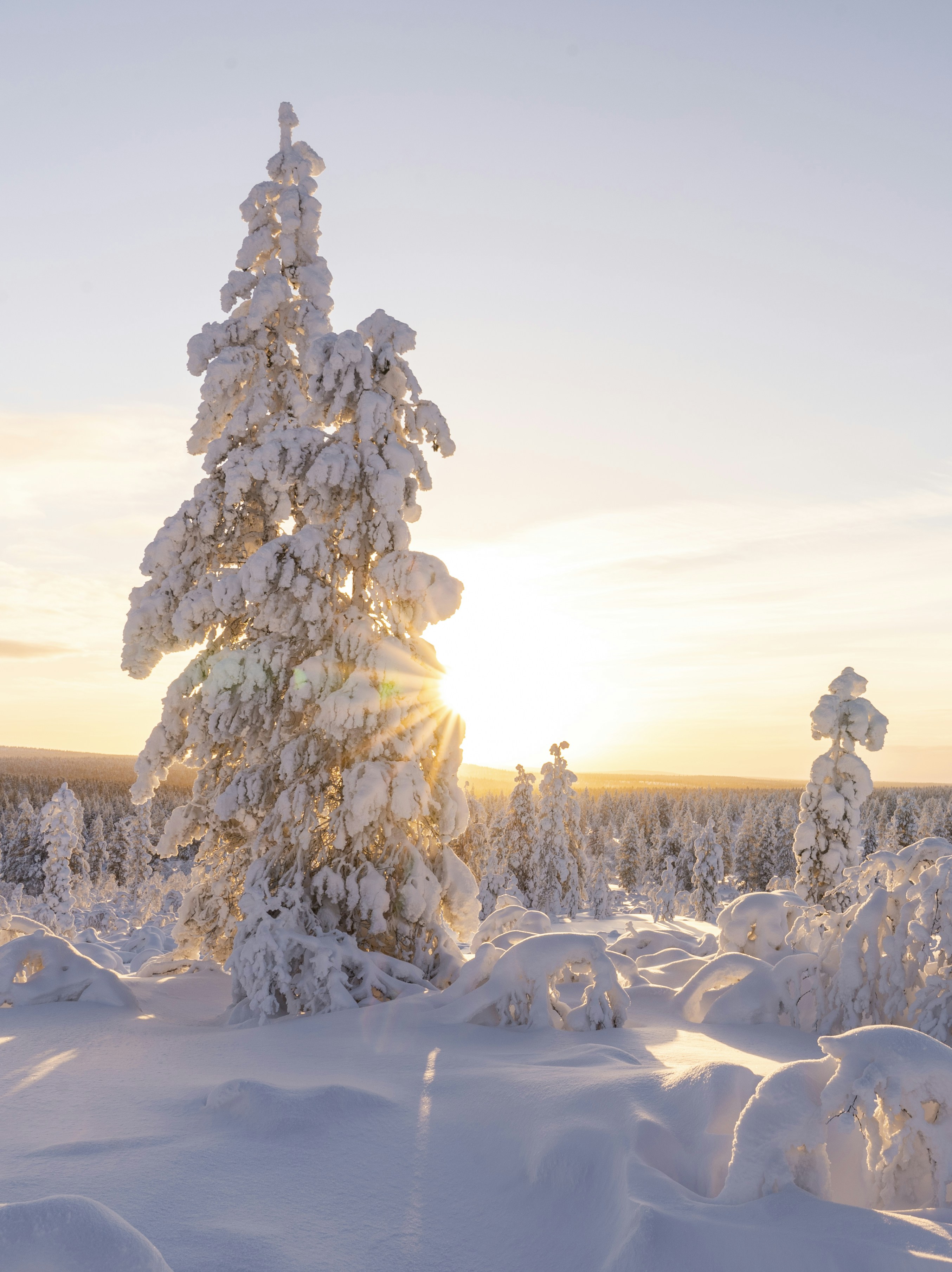 Snow-laden trees basking in the soft glow of a winter sunset, illuminating the tranquil landscape. The scene captures the serene beauty of a snowy forest at dusk.