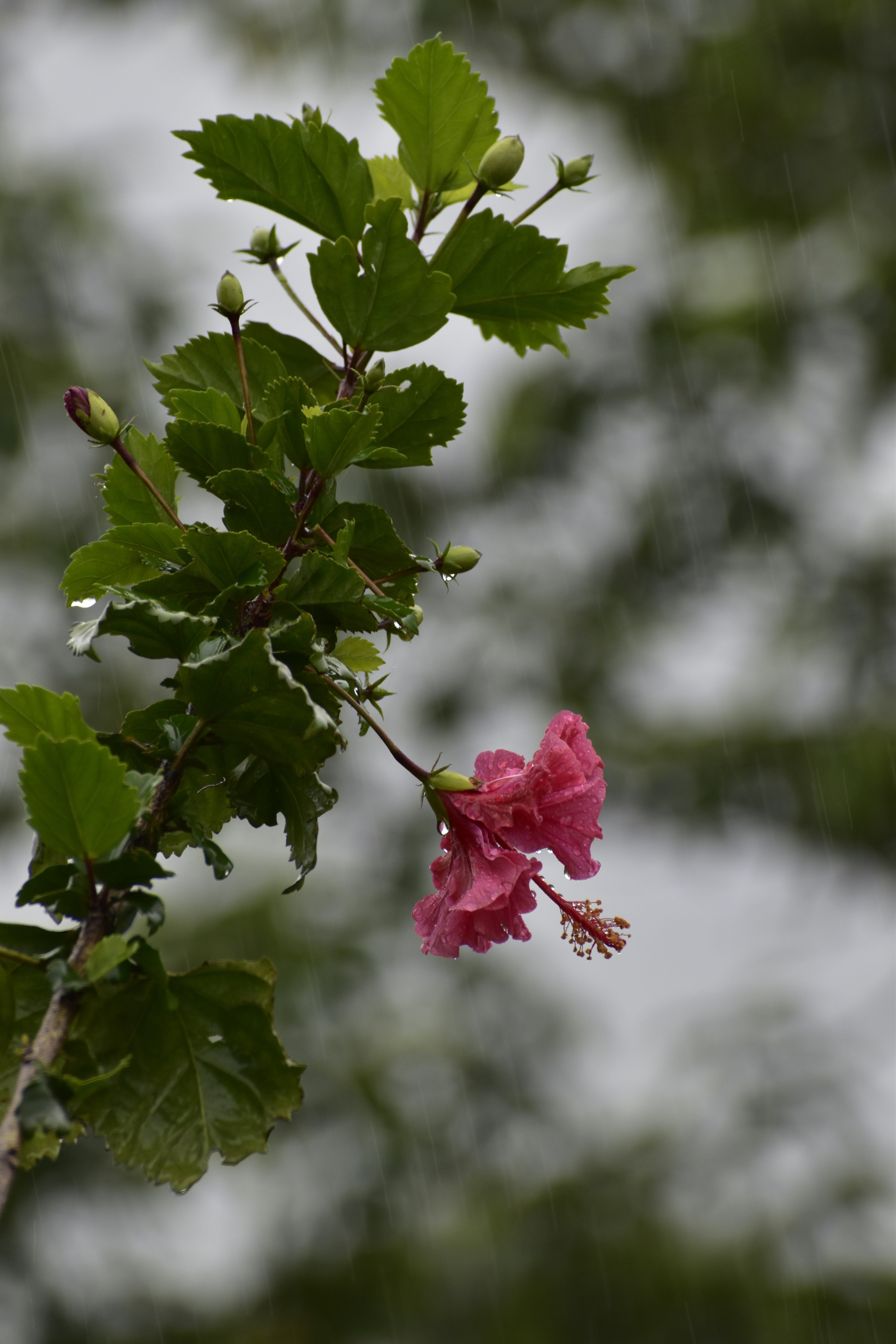 Pink hibiscus in rain: delicate bloom dangling from a verdant branch