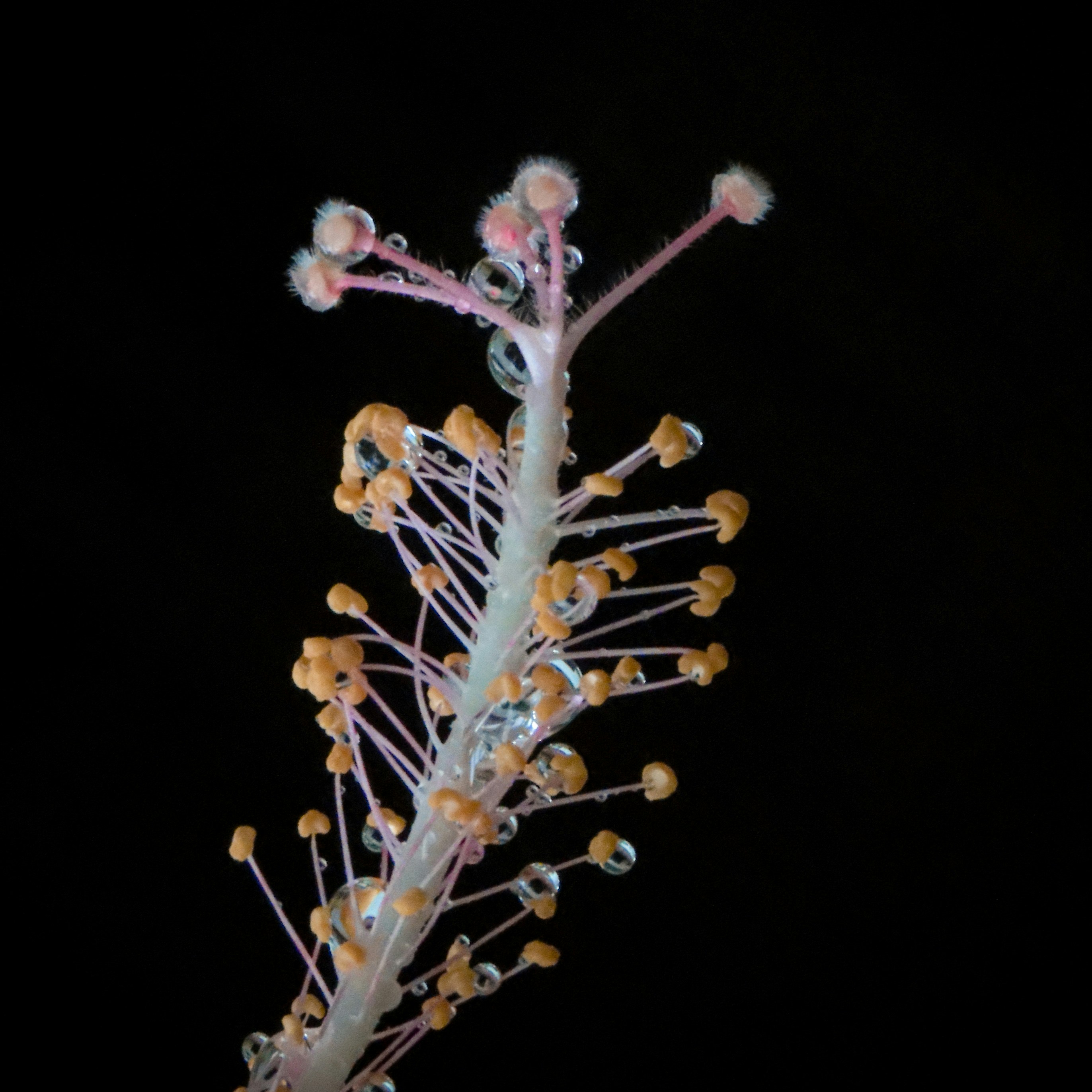 Close-up of a flower's stamen adorned with water droplets against a dark background, highlighting intricate details and textures.