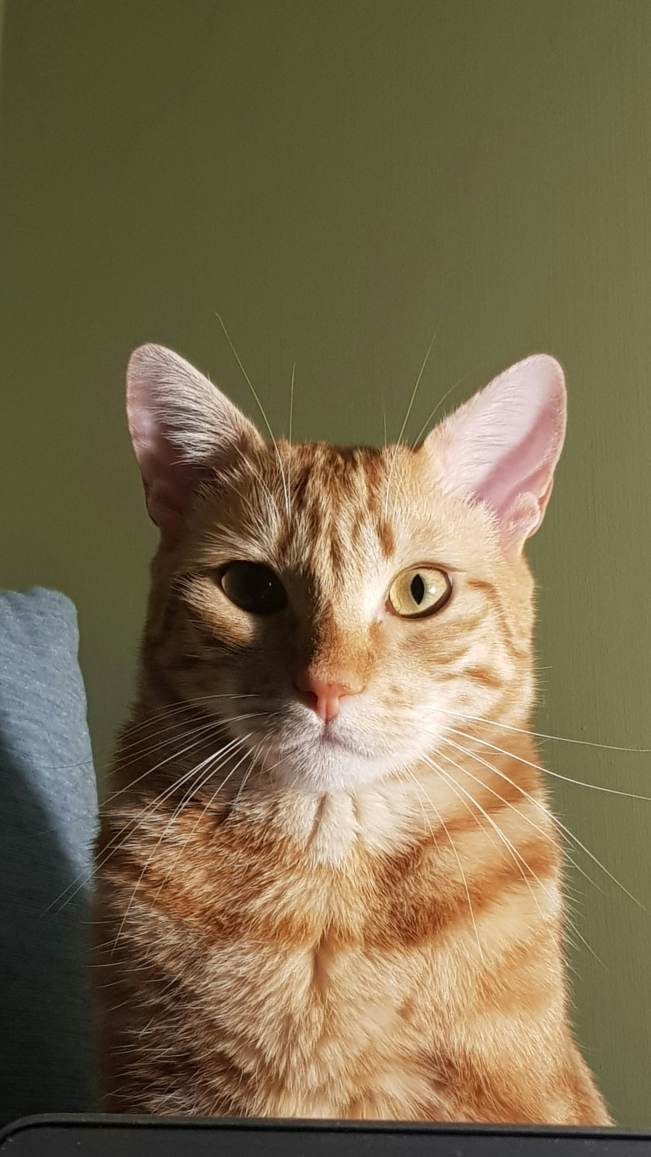 A close up of a cat on a couch photo – Free Pet Image on Unsplash