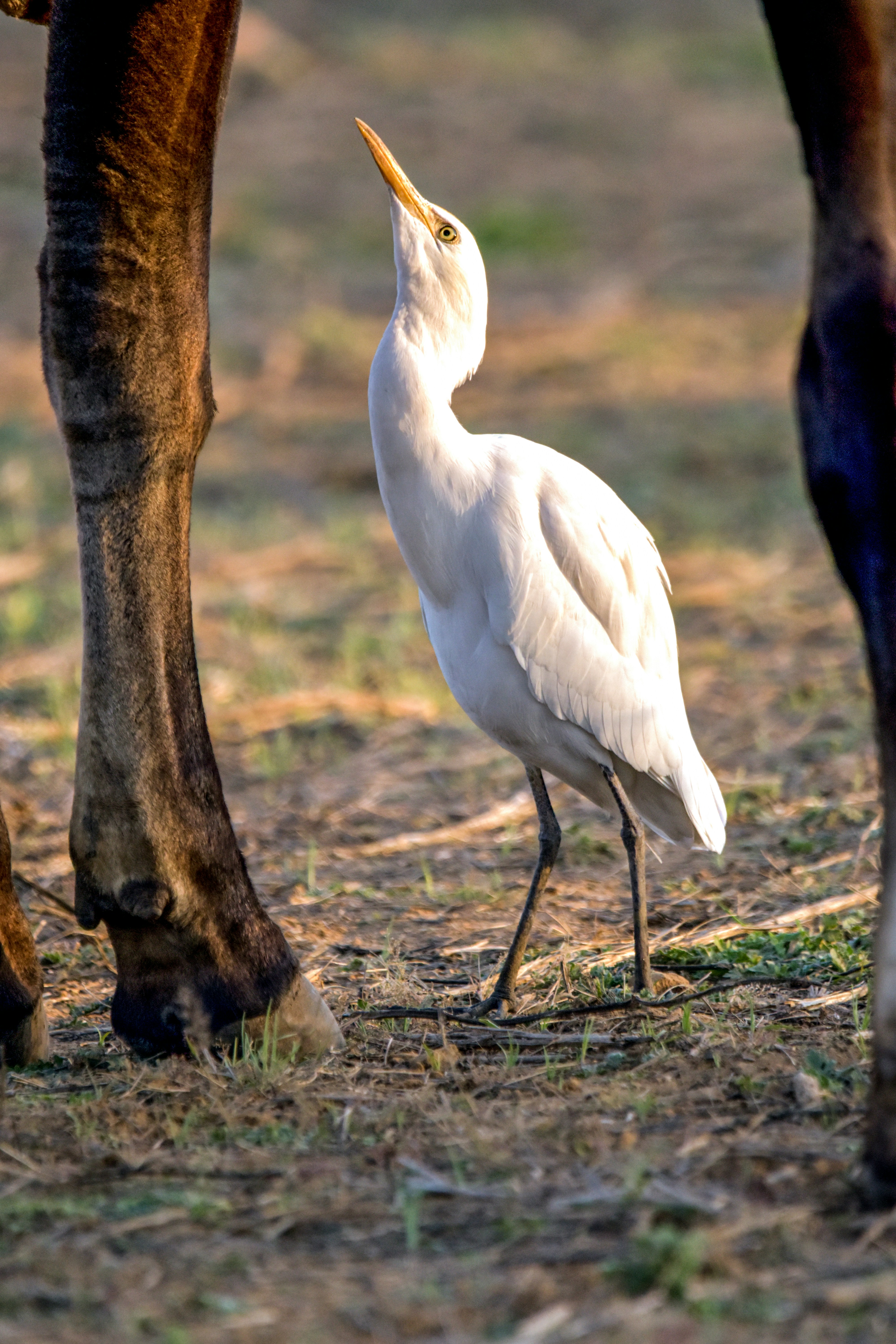 White Egret Urges the Gait of the Mare