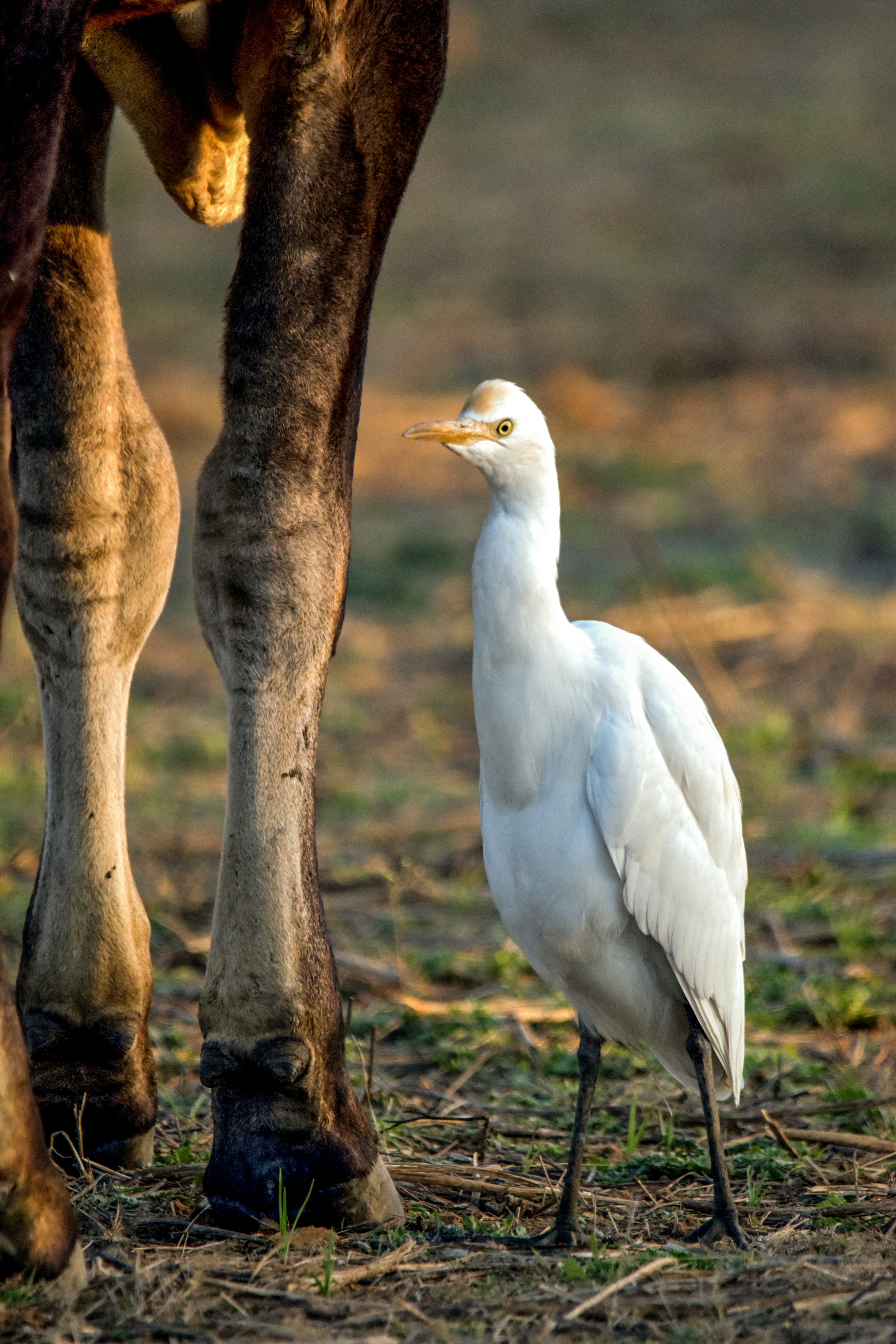 White Heron Visibly Curious at the Hoofline