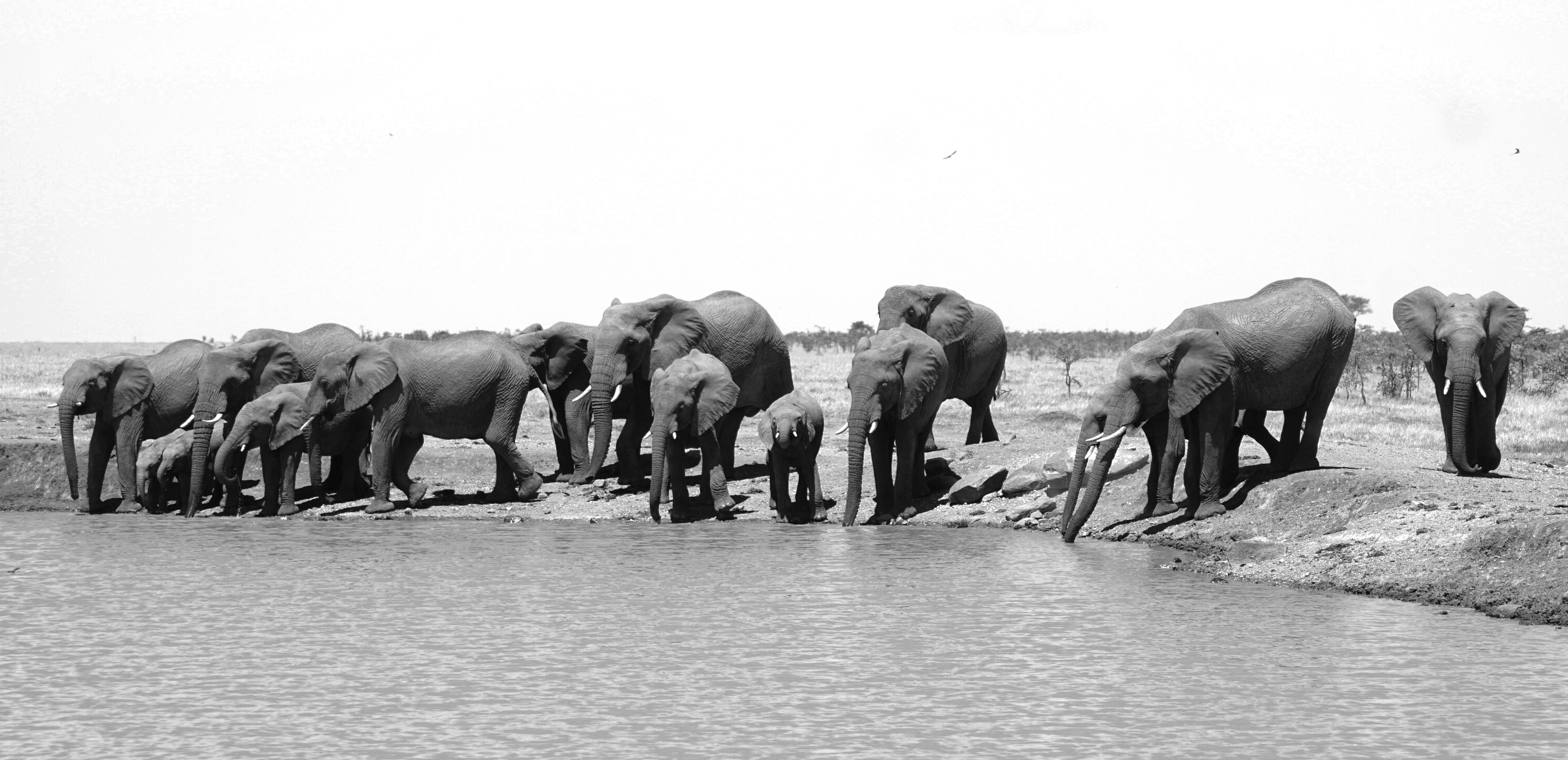 Herd at the Watering Hole: Monochrome Communion of Giants