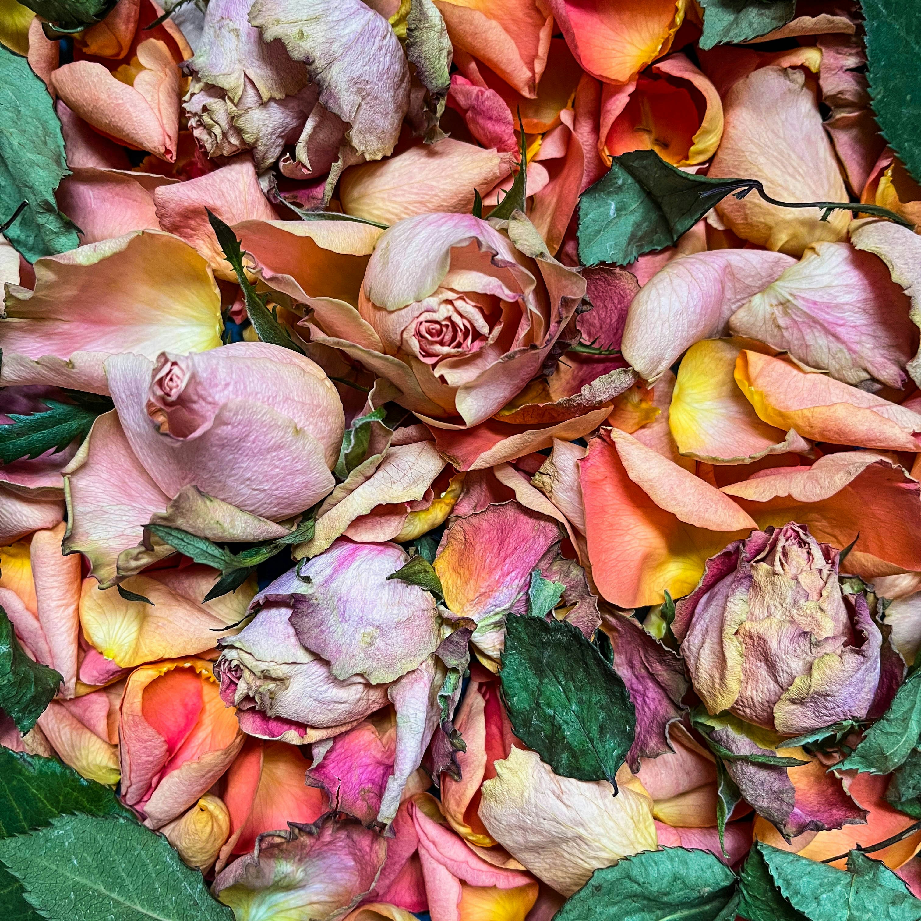 A bunch of flowers that are laying on the ground photo – Free Plant ...