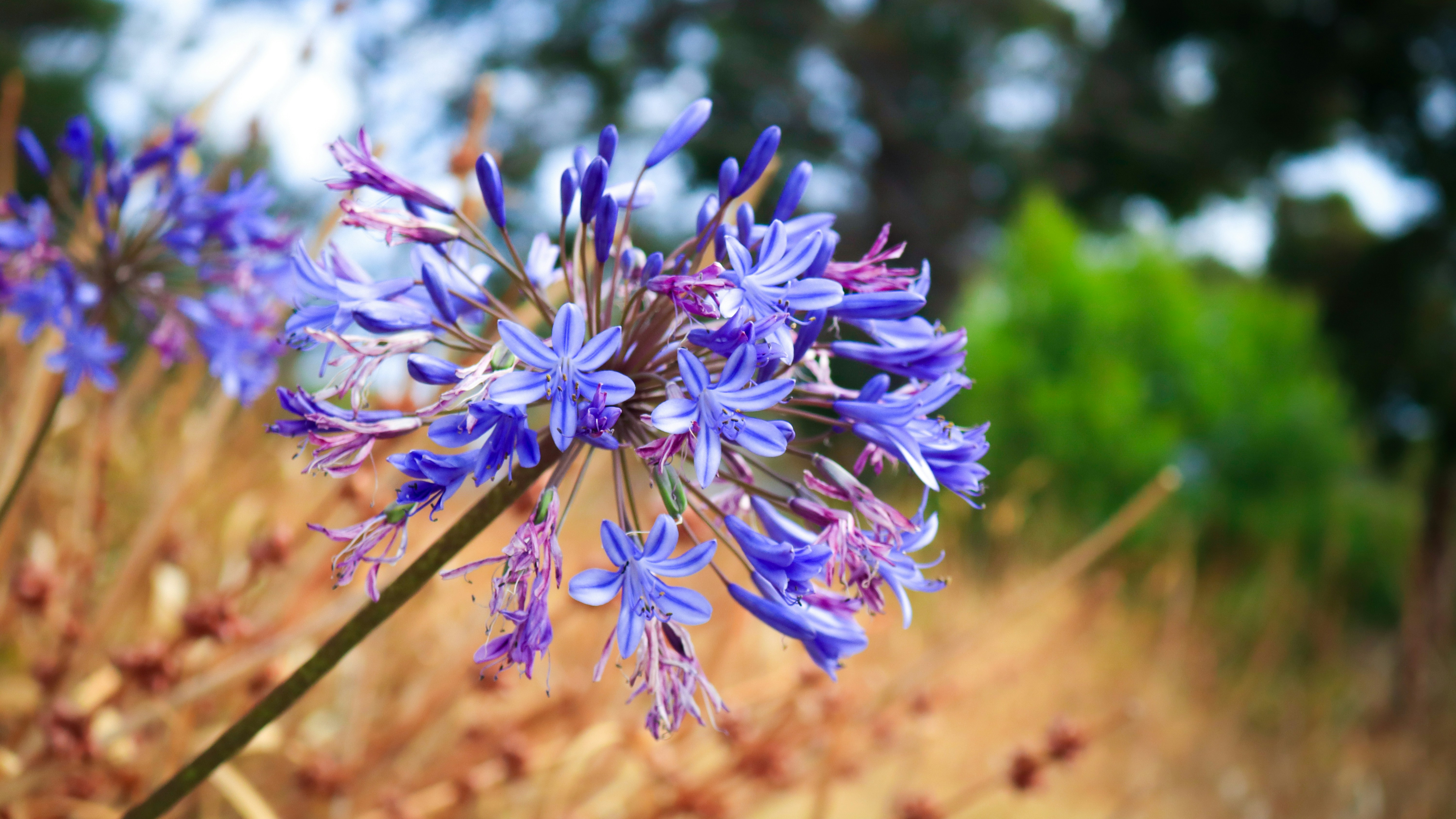 Blue-tinged bloom in a sunlit meadow