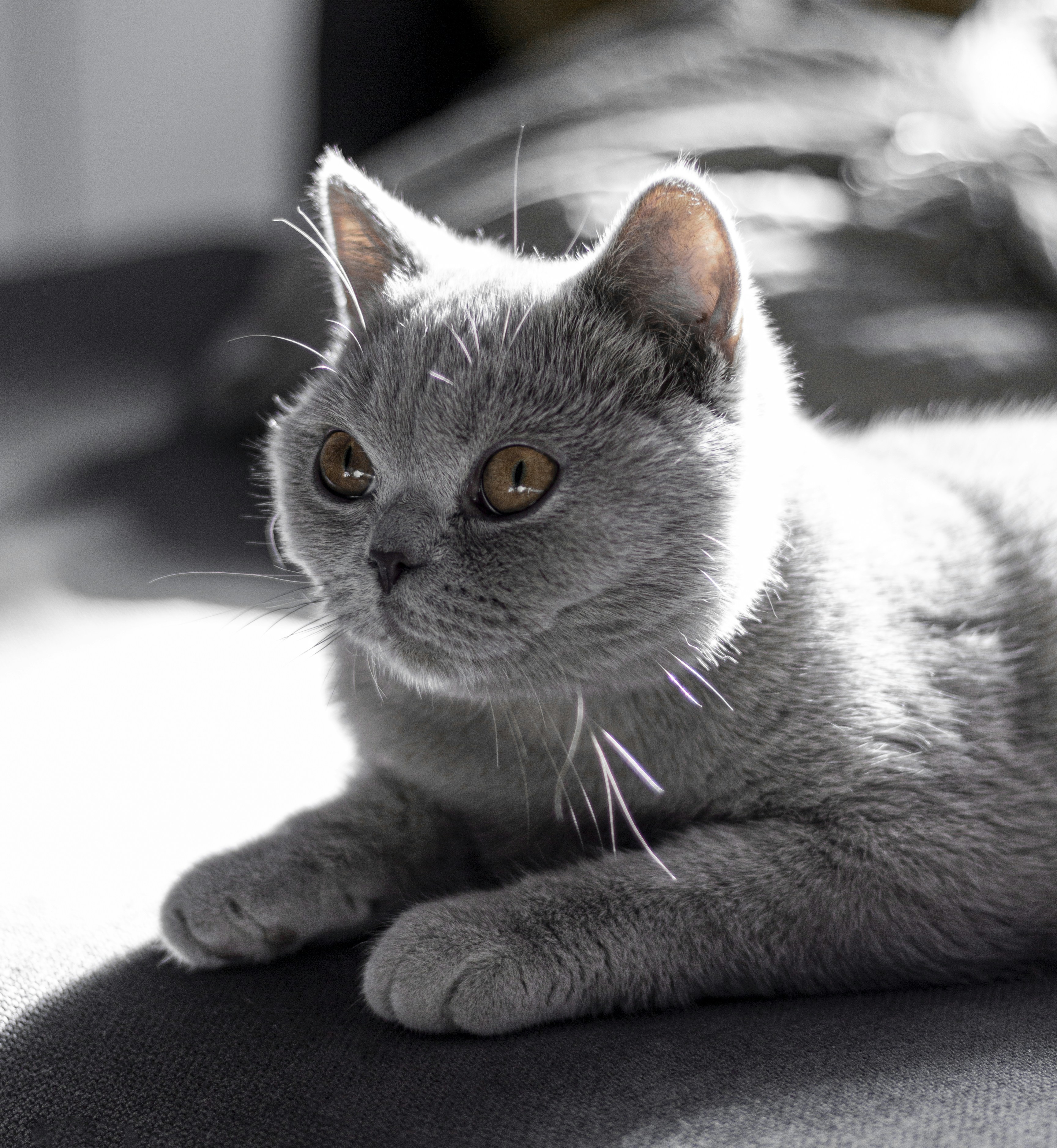 A close up of a cat photo – Free Danmark Image on Unsplash
