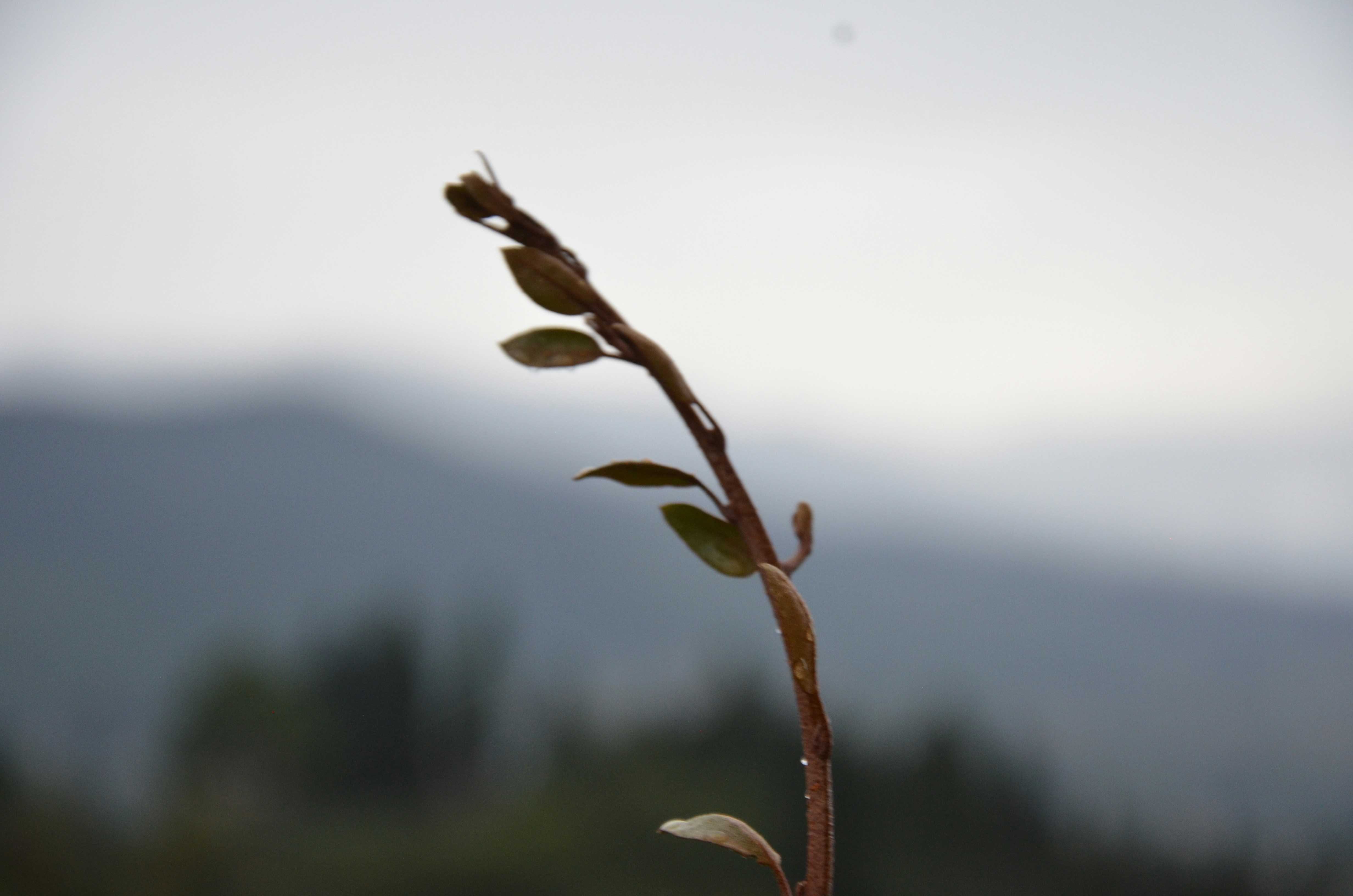 a close up of a plant with mountains in the background