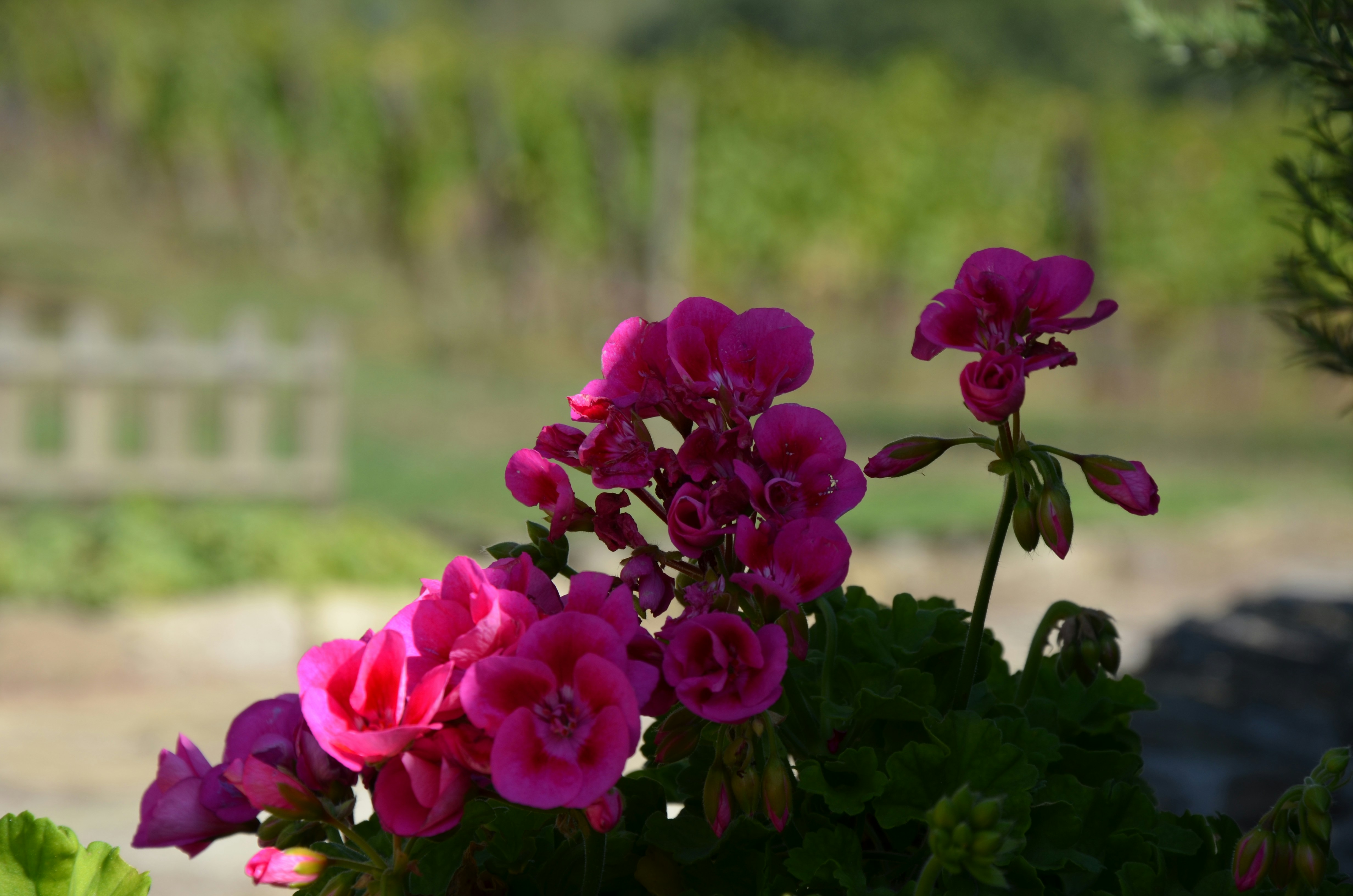 Petals in Focus: Velvet Pink Geraniums Against a Gentle Garden Blur