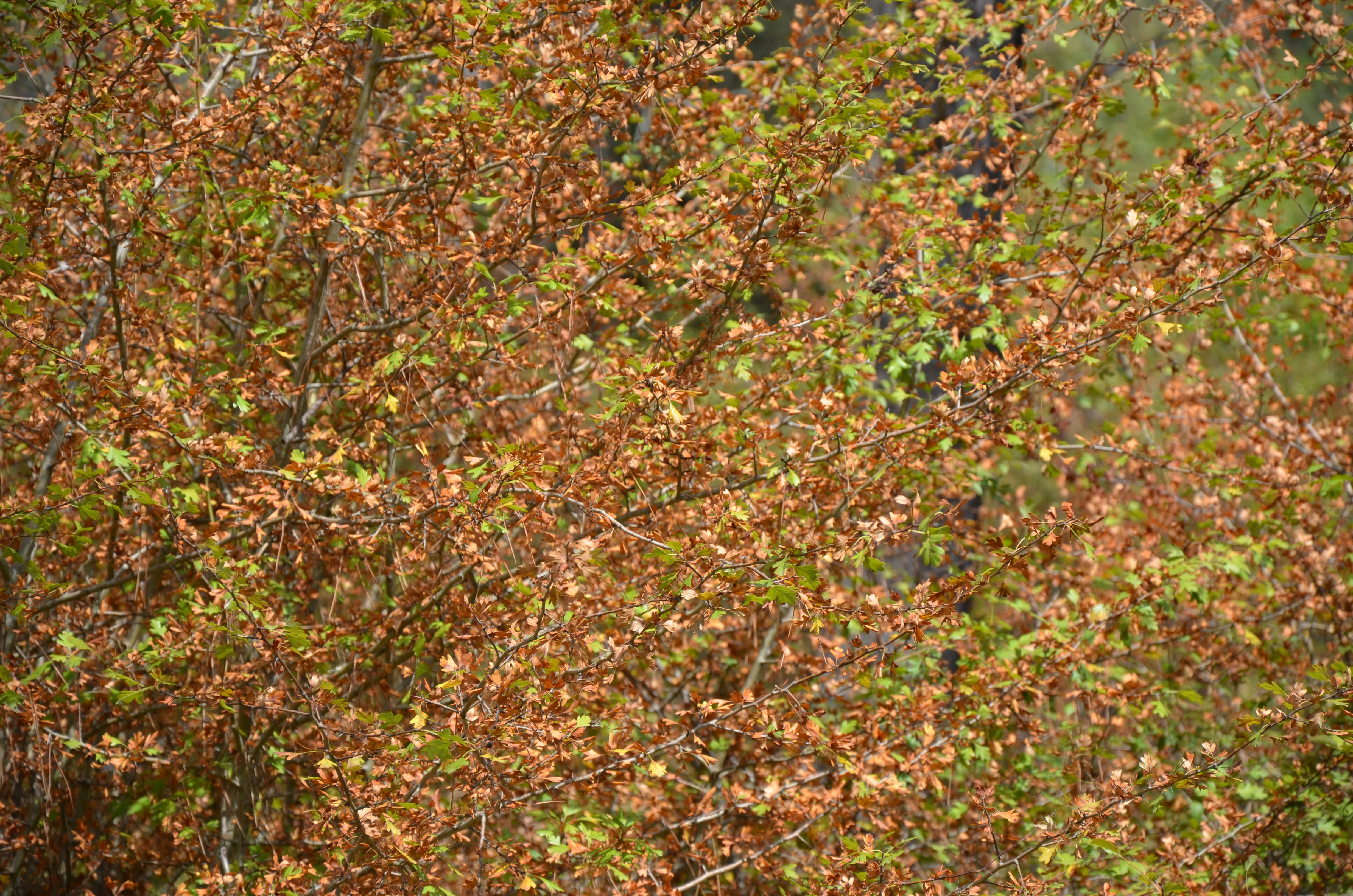 Close-up of budding leaves on a shrub, showcasing a blend of vibrant green and warm autumn tones. The image captures the transition of foliage as spring approaches.