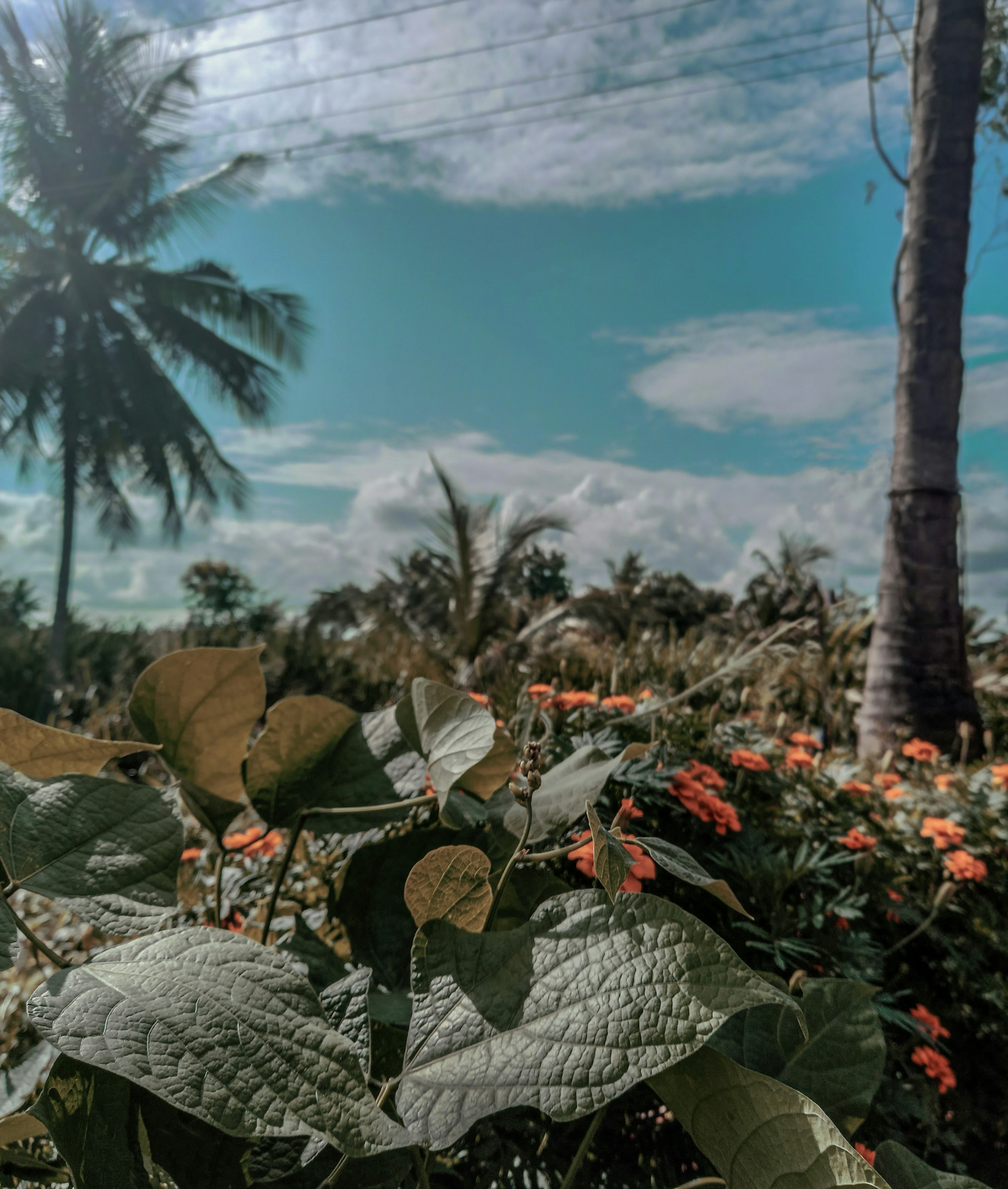 A bunch of plants that are in a field photo – Free Mysore Image on Unsplash