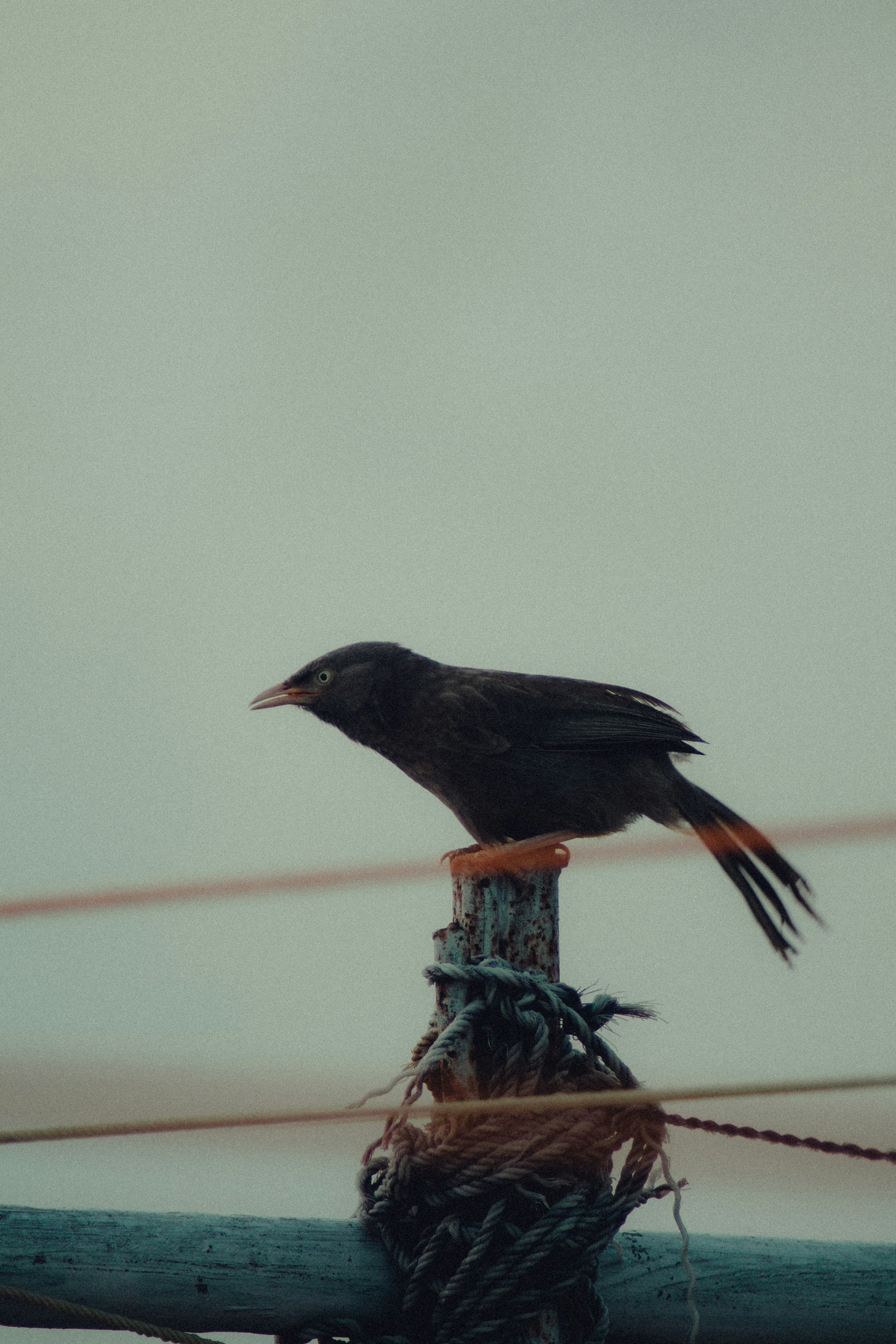 Black Starling Perched on Frayed Rigging at Dusk