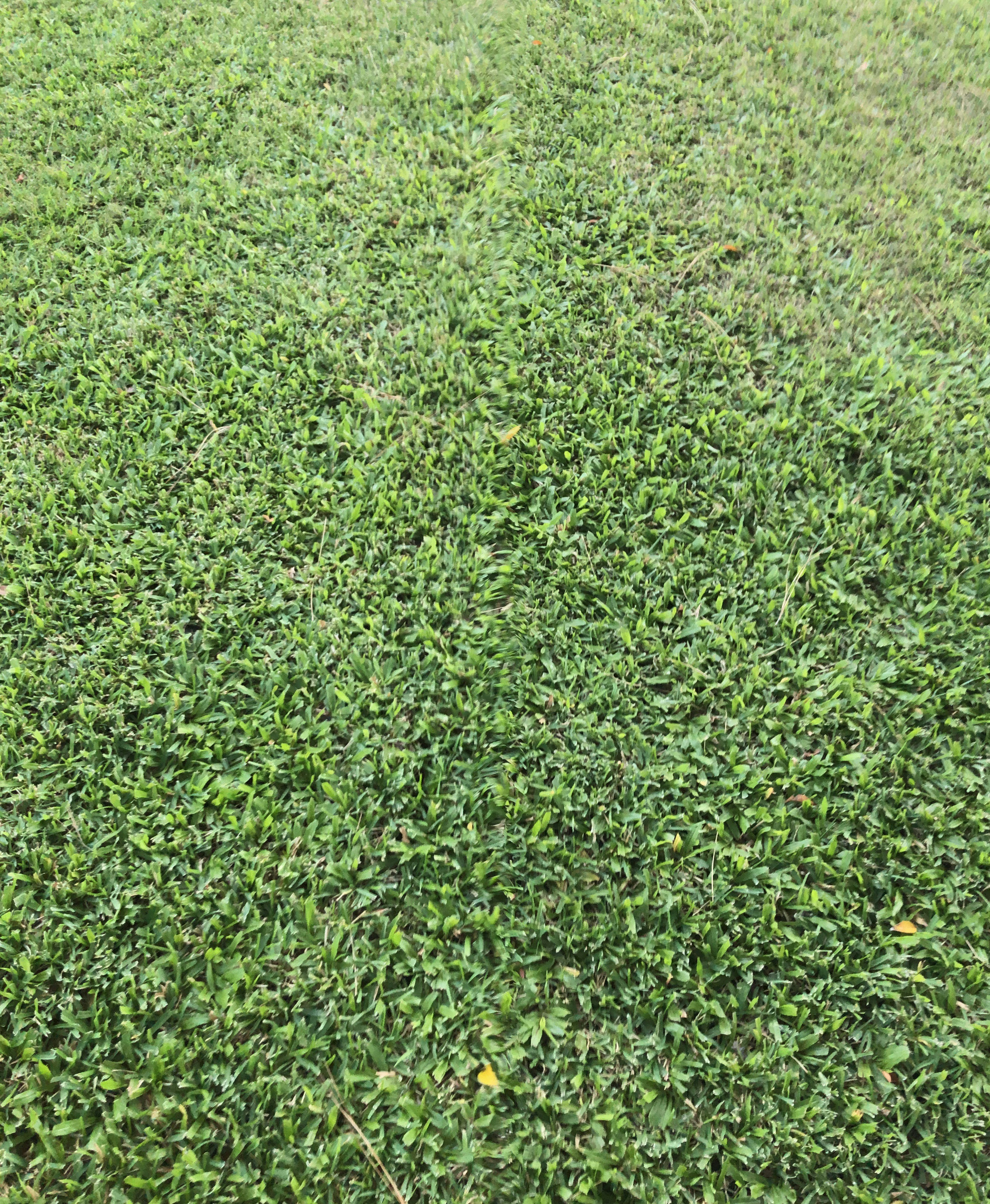 Une borne d’incendie rouge posée au sommet d’un champ verdoyant photo ...