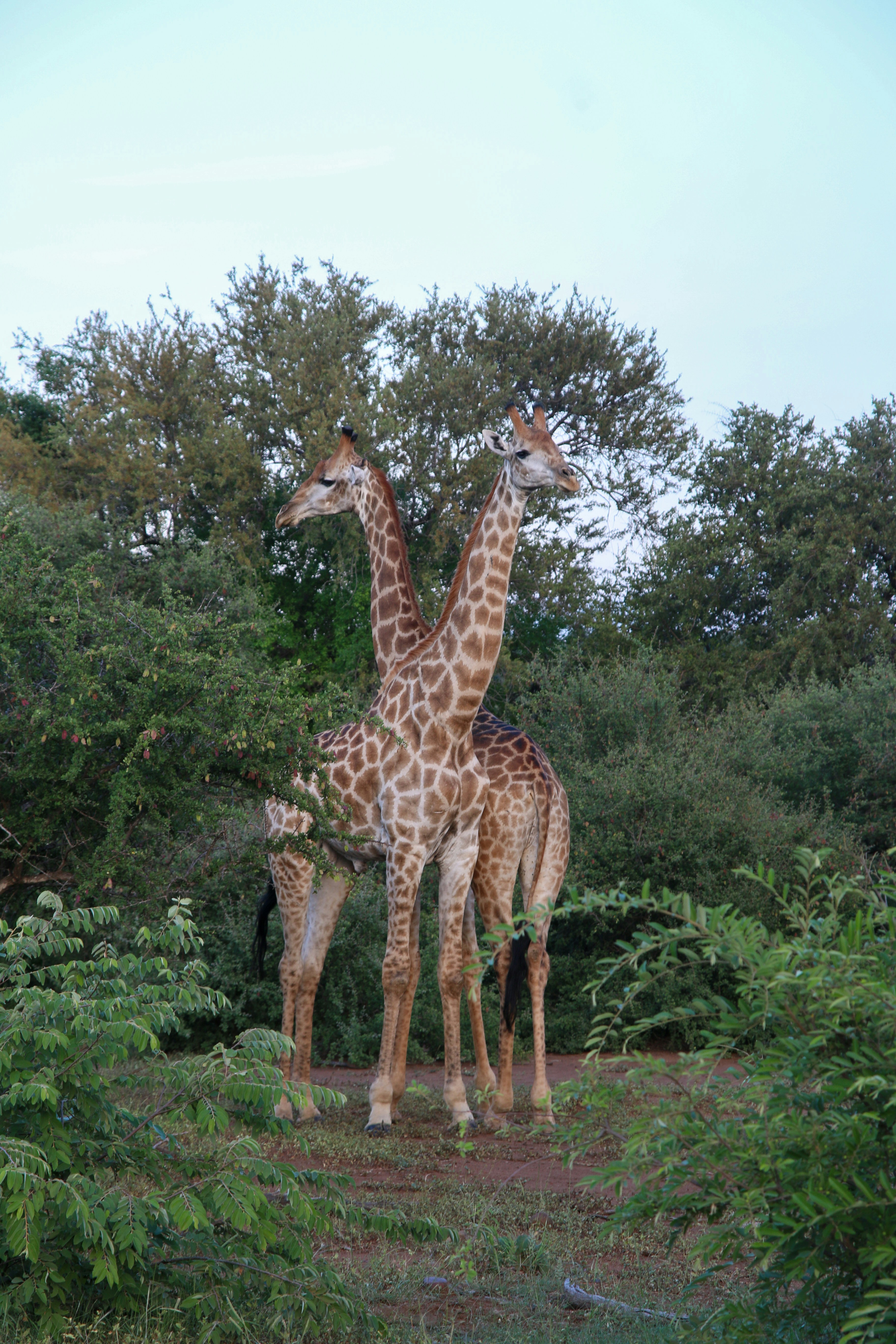 A couple of giraffe standing next to each other photo – Free Grey Image ...