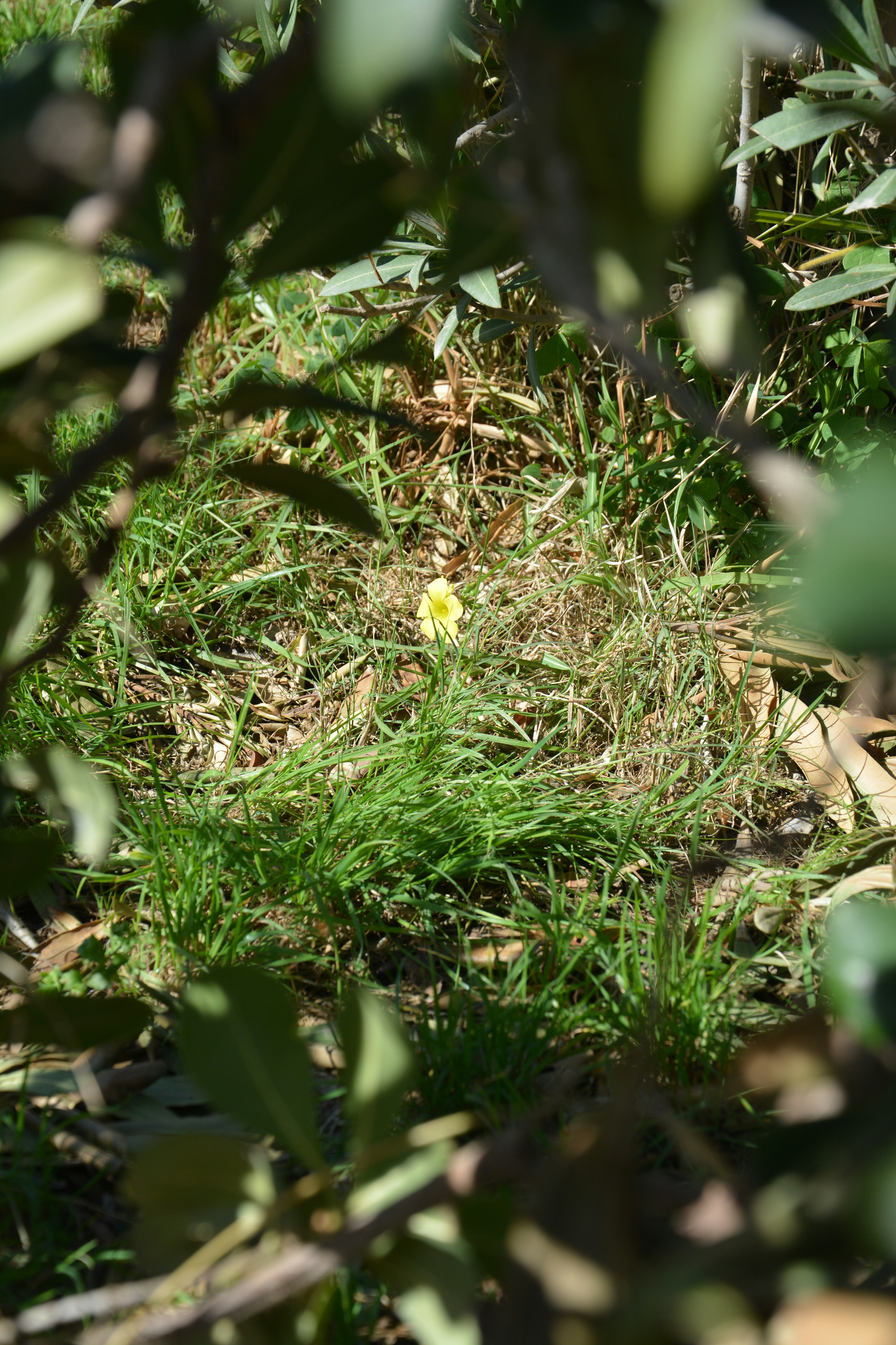 Solitary Yellow Bloom Peeking Through a Curtain of Foliage