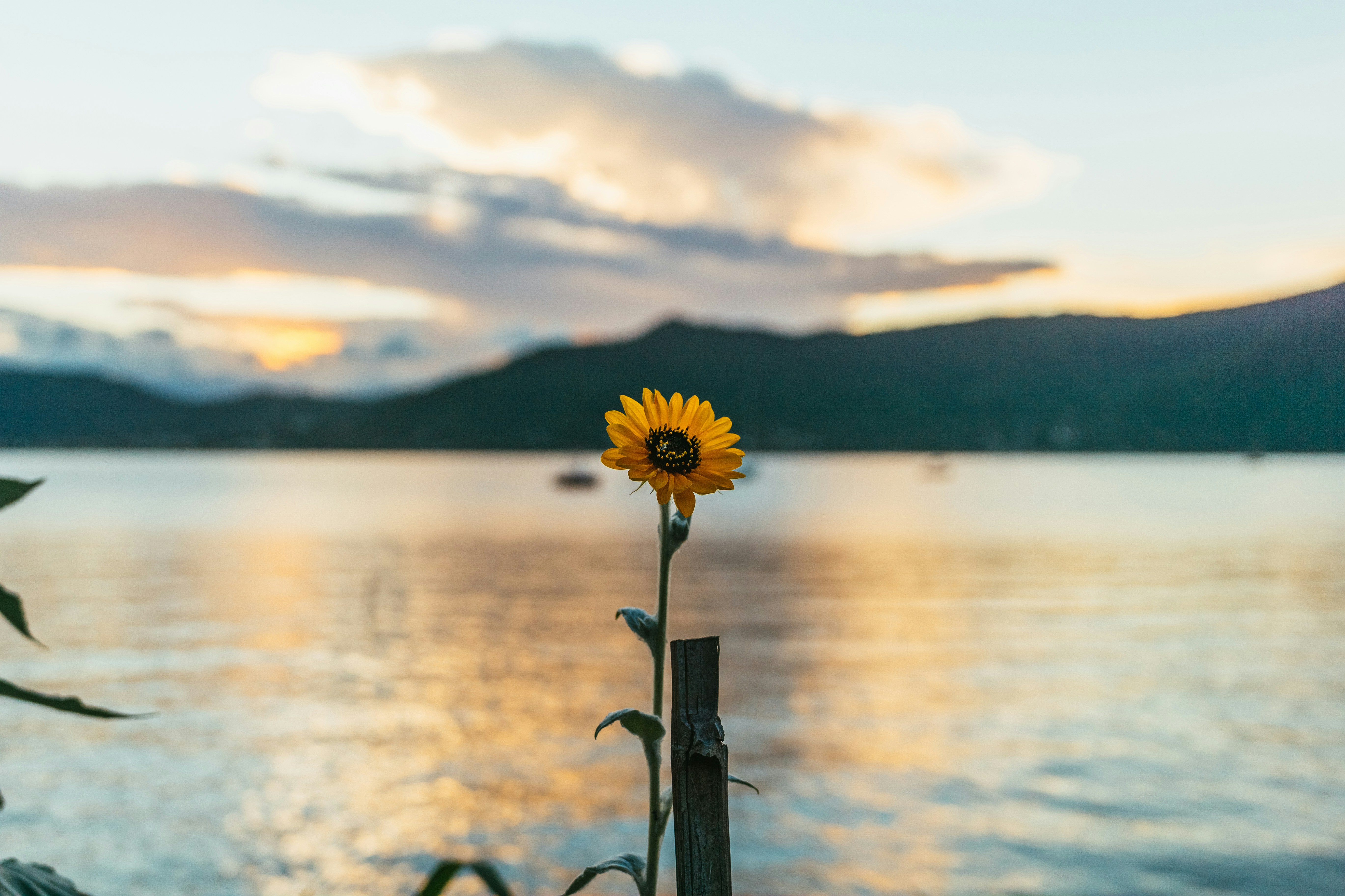Sunflower on a Weathered Post Over a Quiet Lake at Sunset