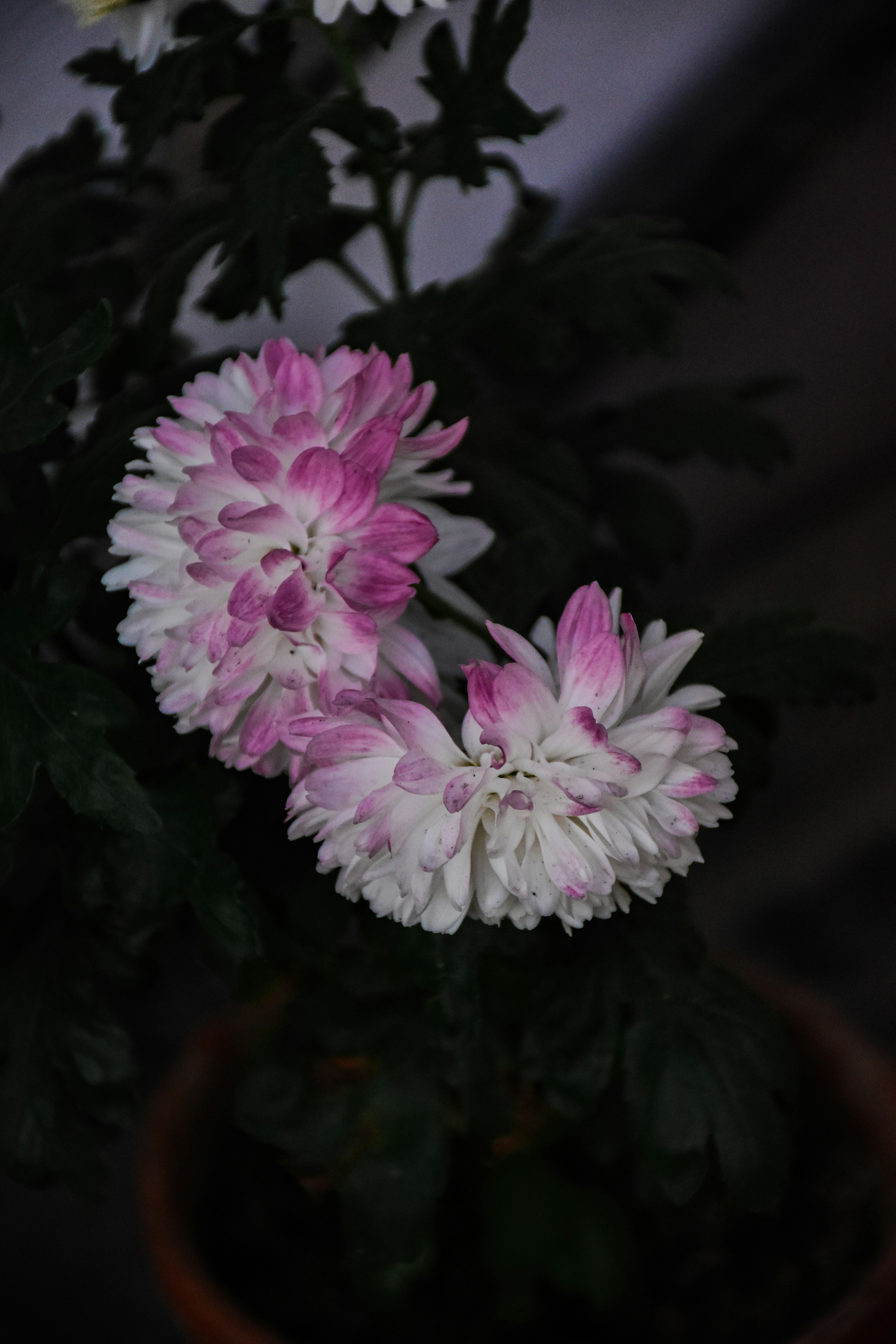 a potted plant with pink and white flowers