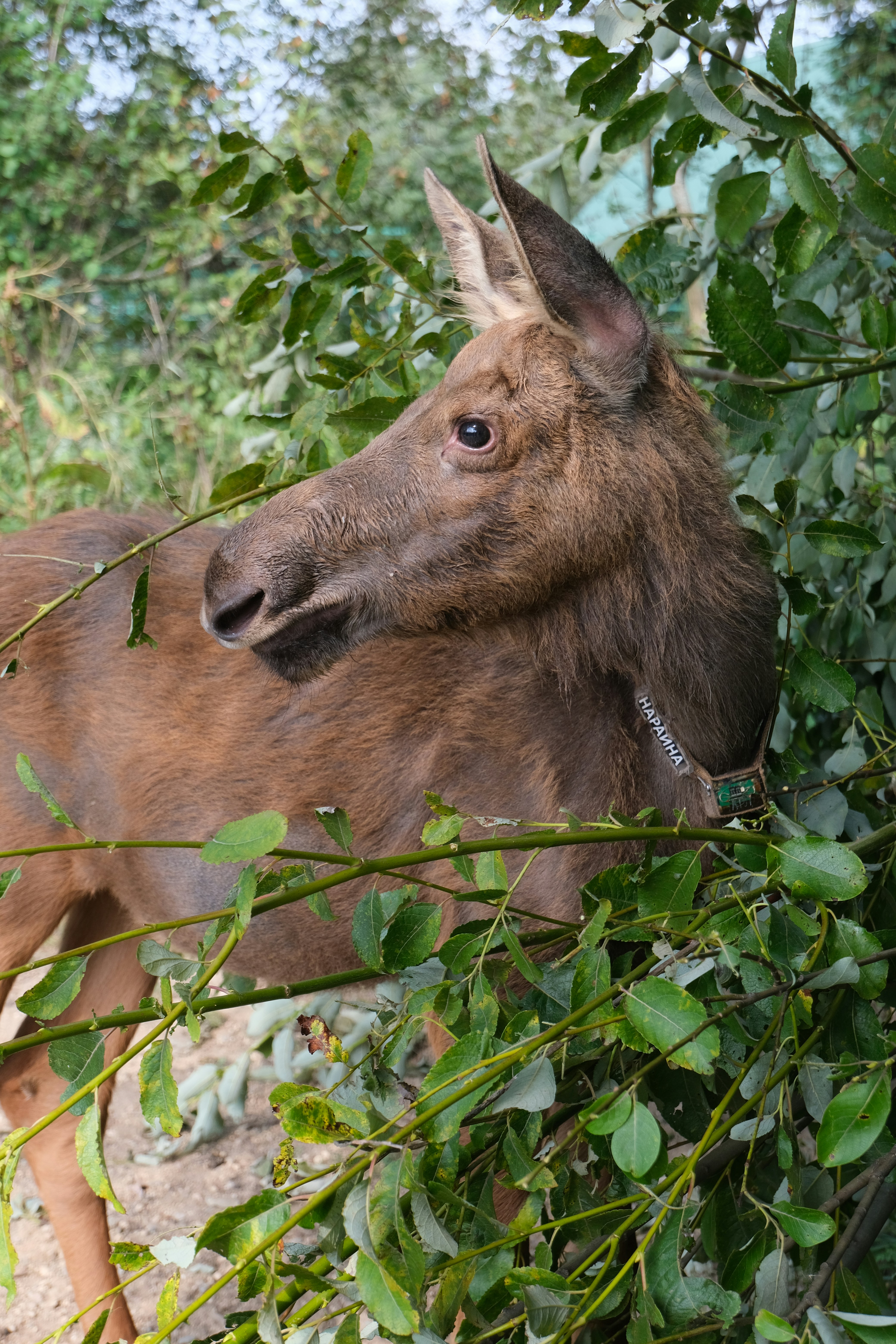 Quiet Gaze Through Greenery: A Deer in Quiet Coexistence
