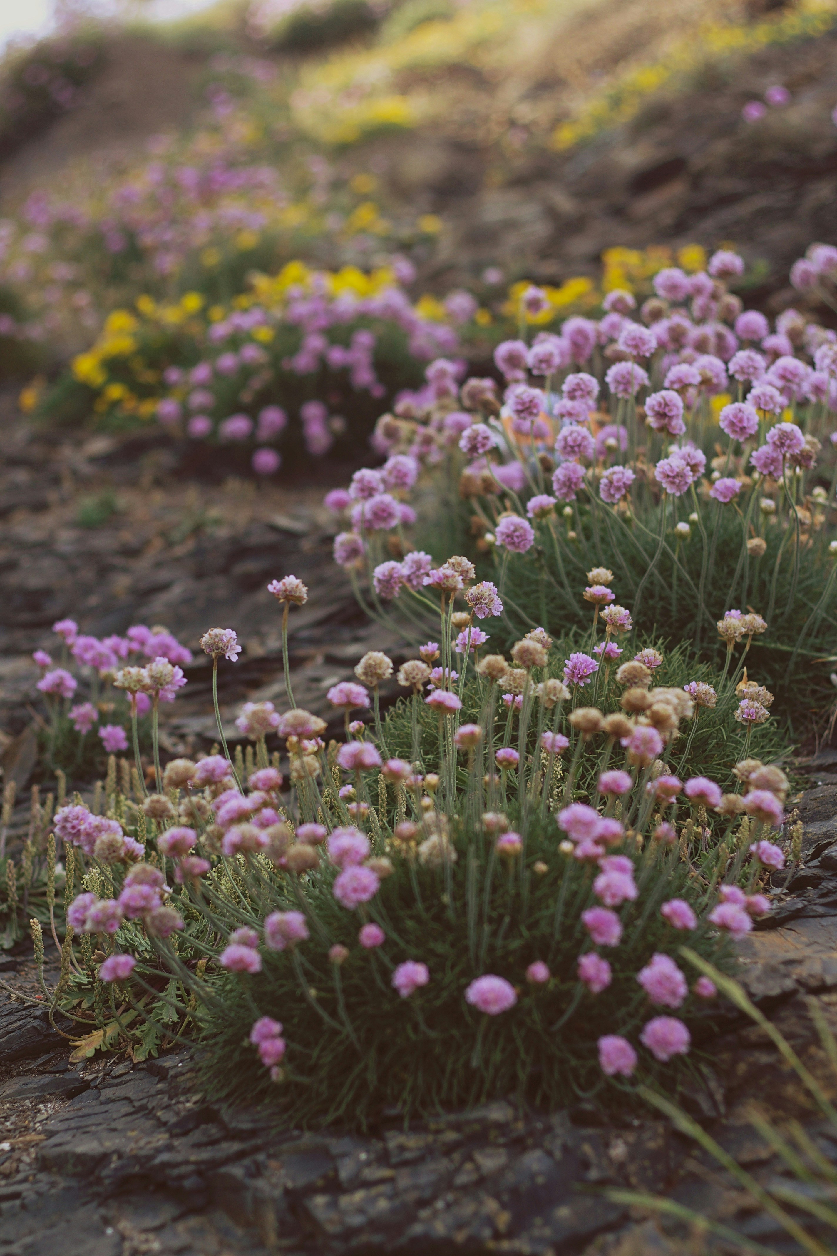  pastel sea of blooms on sunlit hillside