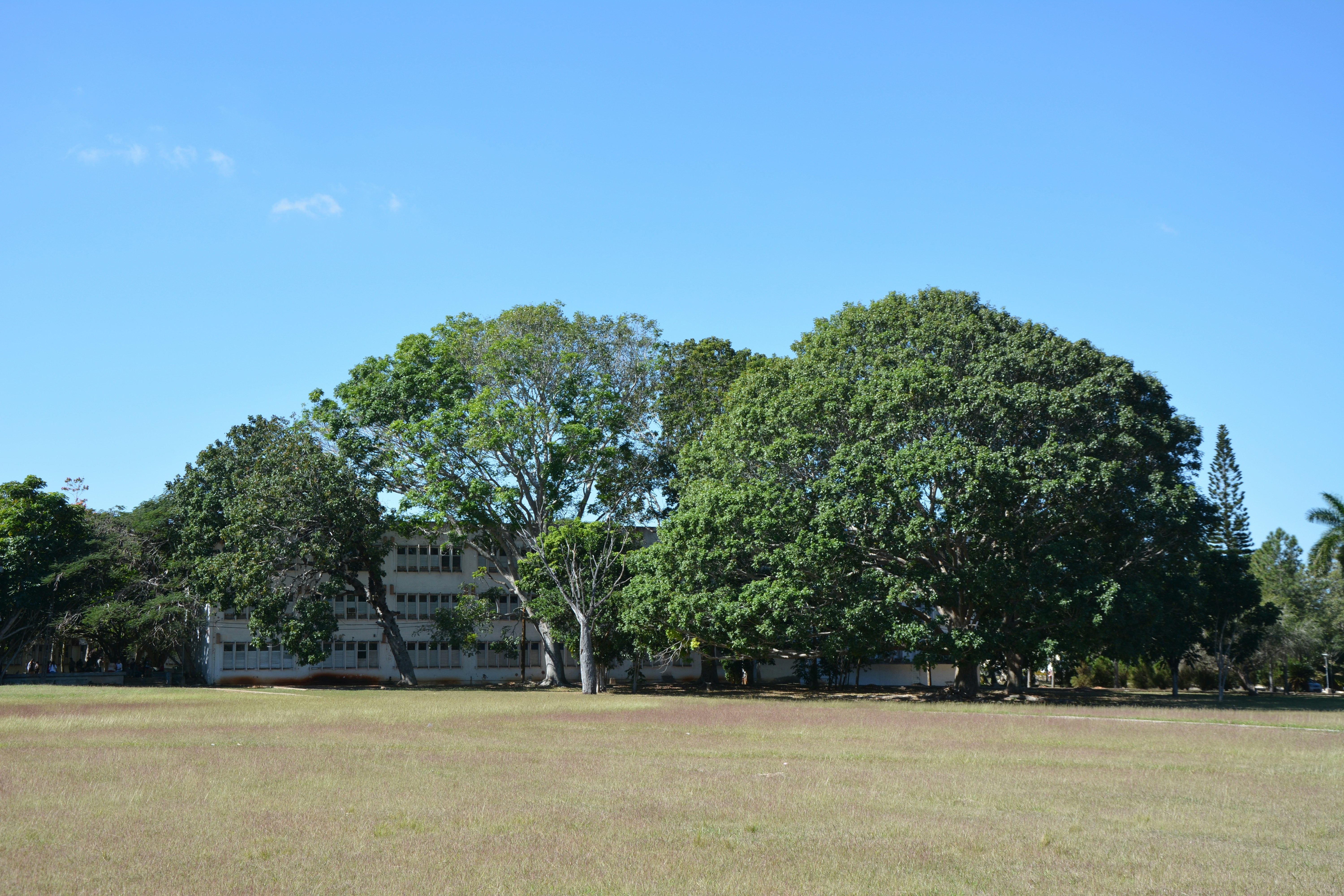 Canopy Balance: A Quiet Campus Lawn Framed by a Lofty Treeline