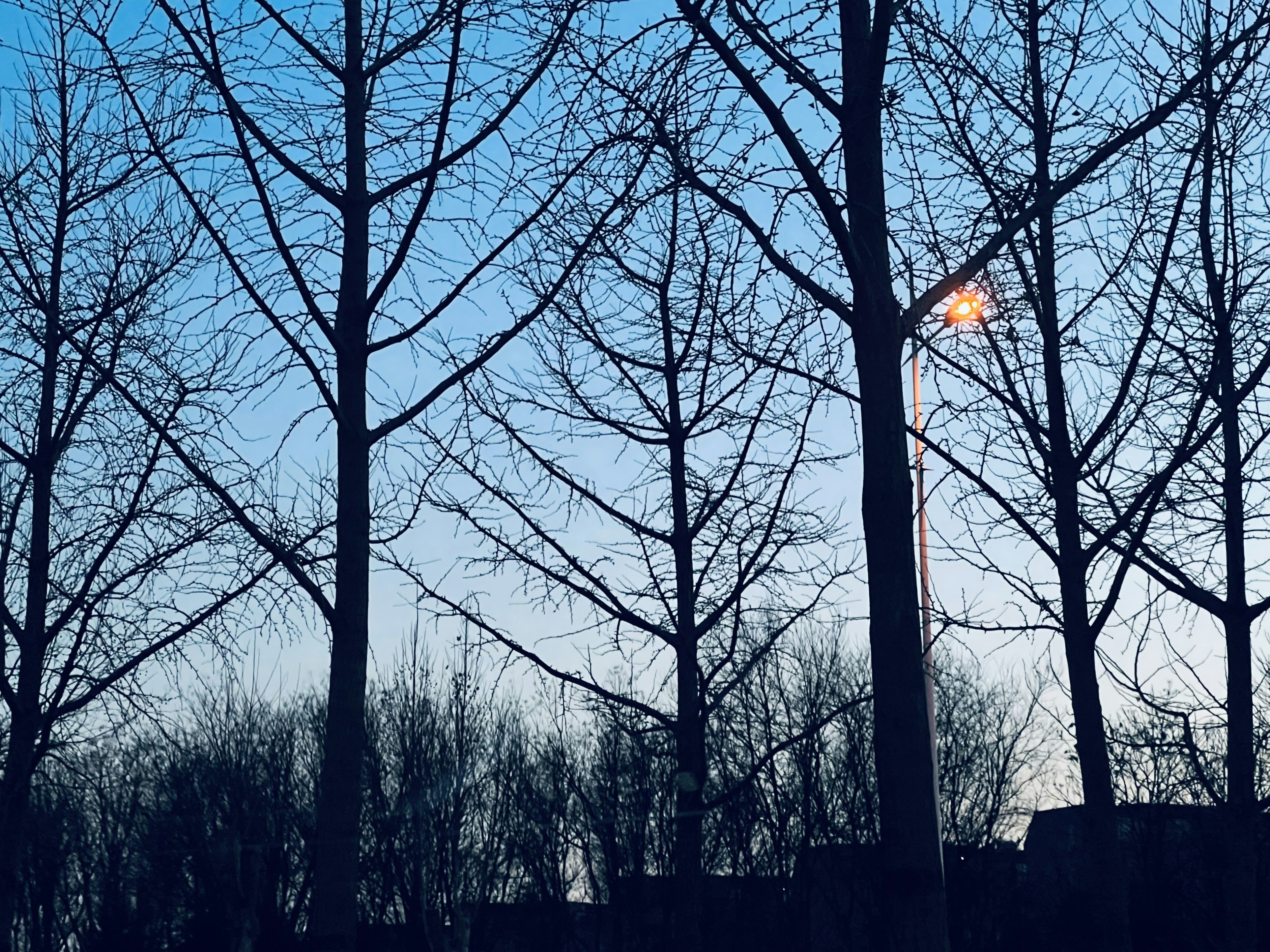 Ember in the Blue Hour: Silhouettes and a Lone Streetlamp