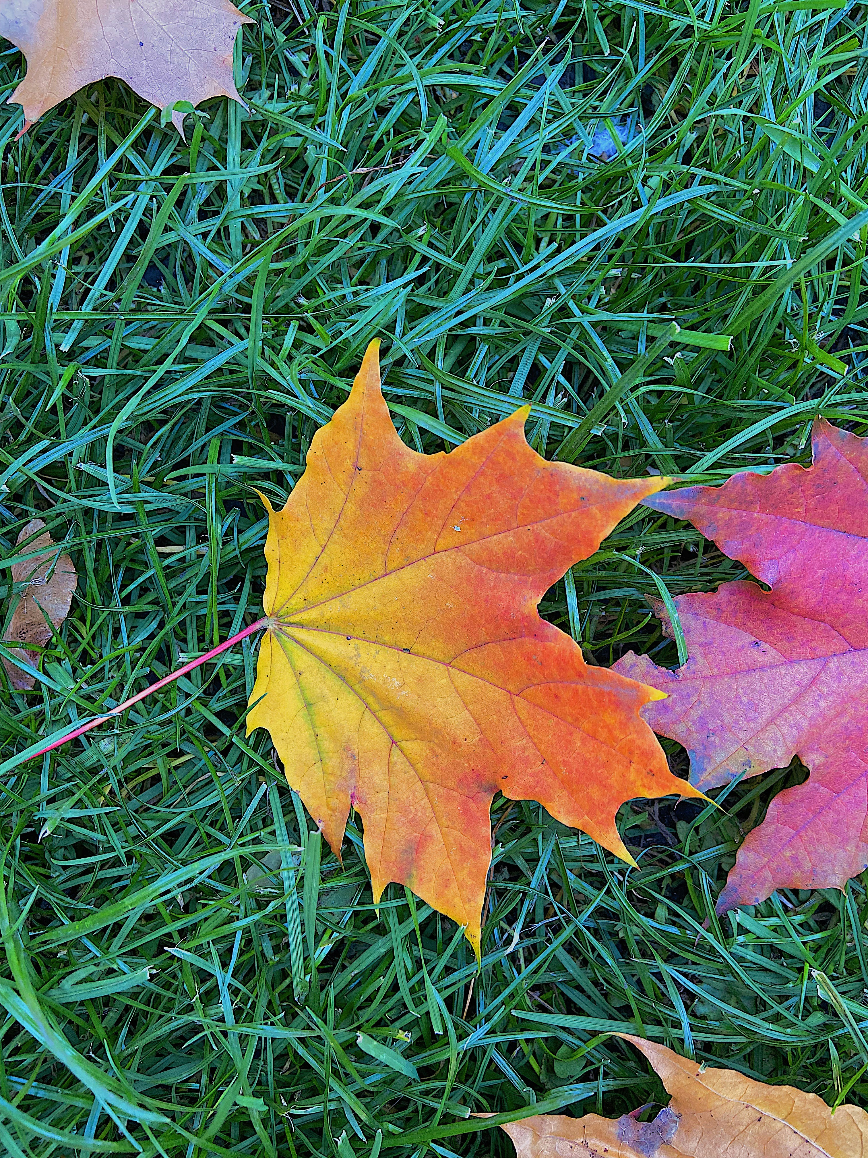 A vibrant orange and yellow maple leaf resting on lush green grass, showcasing the beauty of fall foliage.