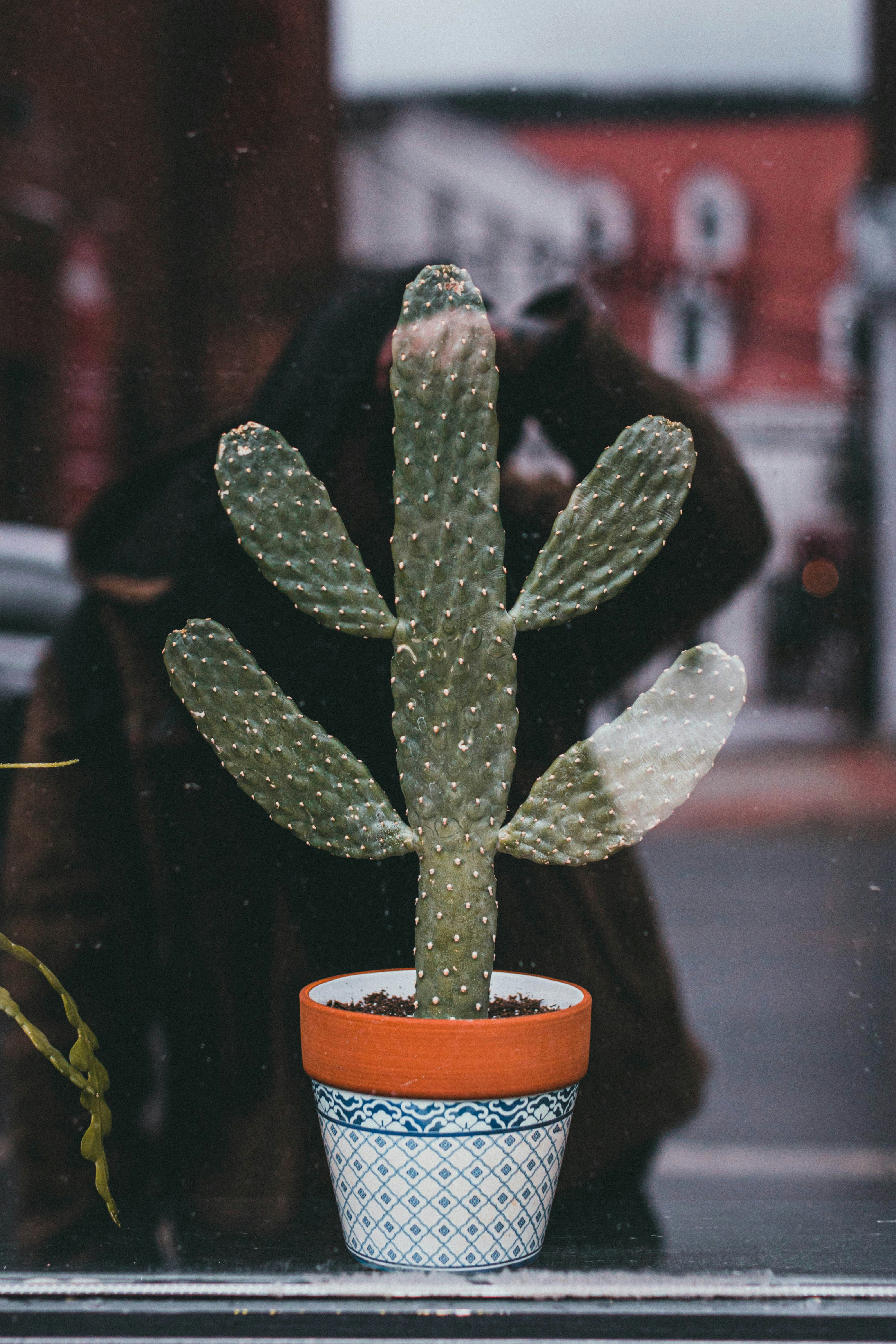 Potted Saguaro Silhouette: A Reflective Street Window Portrait