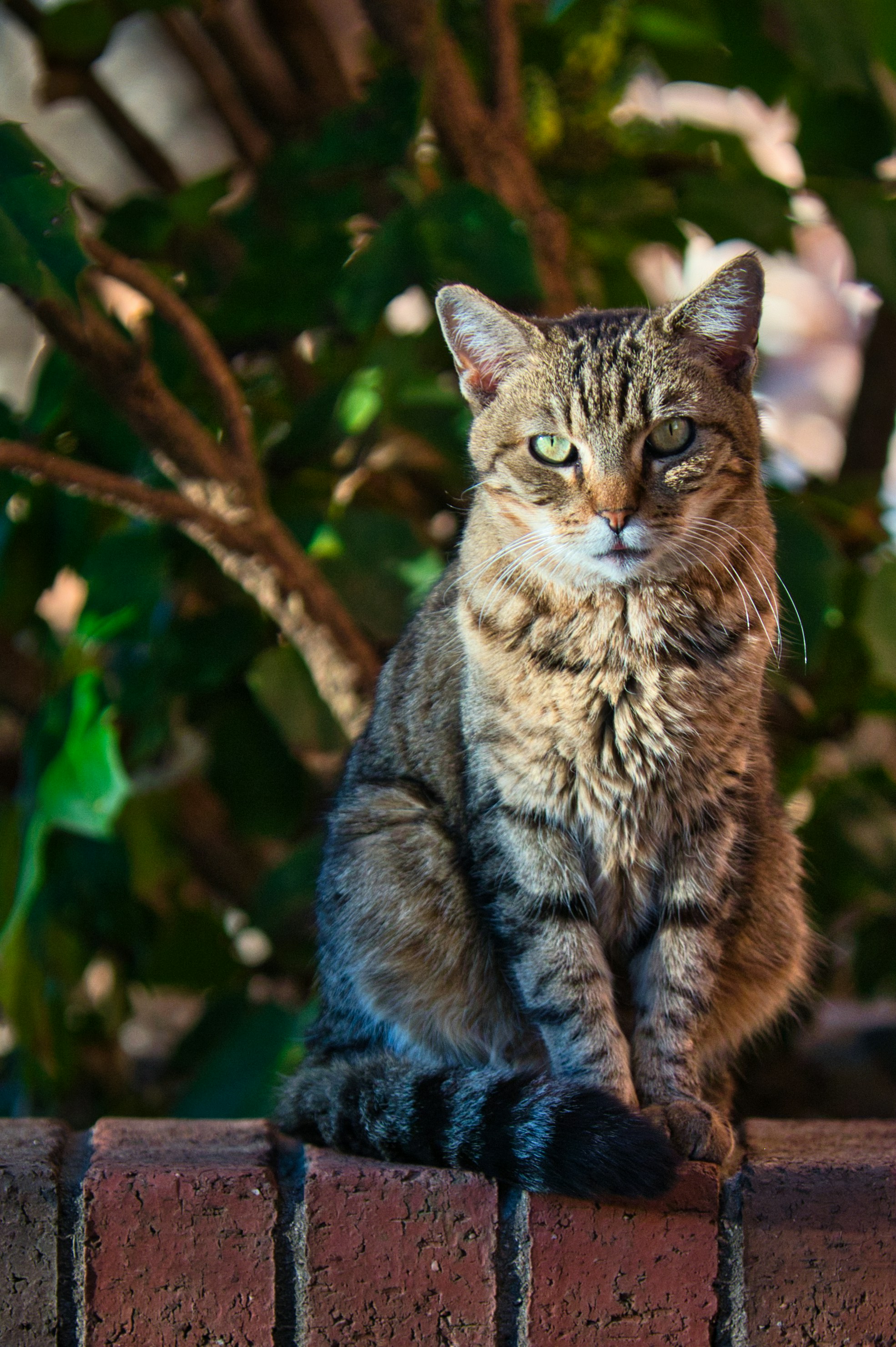 A tabby cat perched on a brick wall, gazing intently with a backdrop of lush green foliage. The scene captures the cat's alert demeanor and intricate fur patterns.