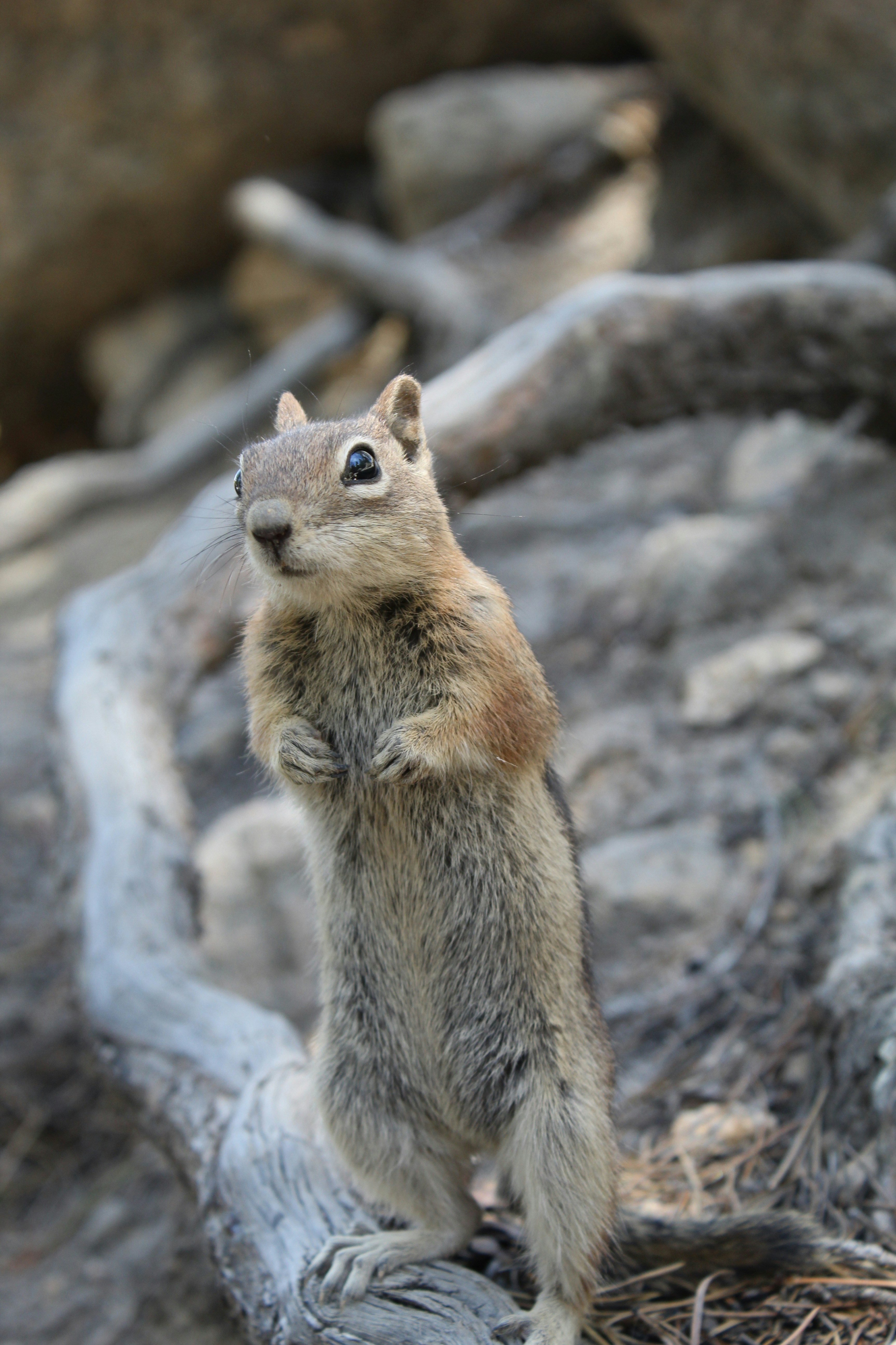A small squirrel standing on a log in the woods photo – Free Squirrel ...