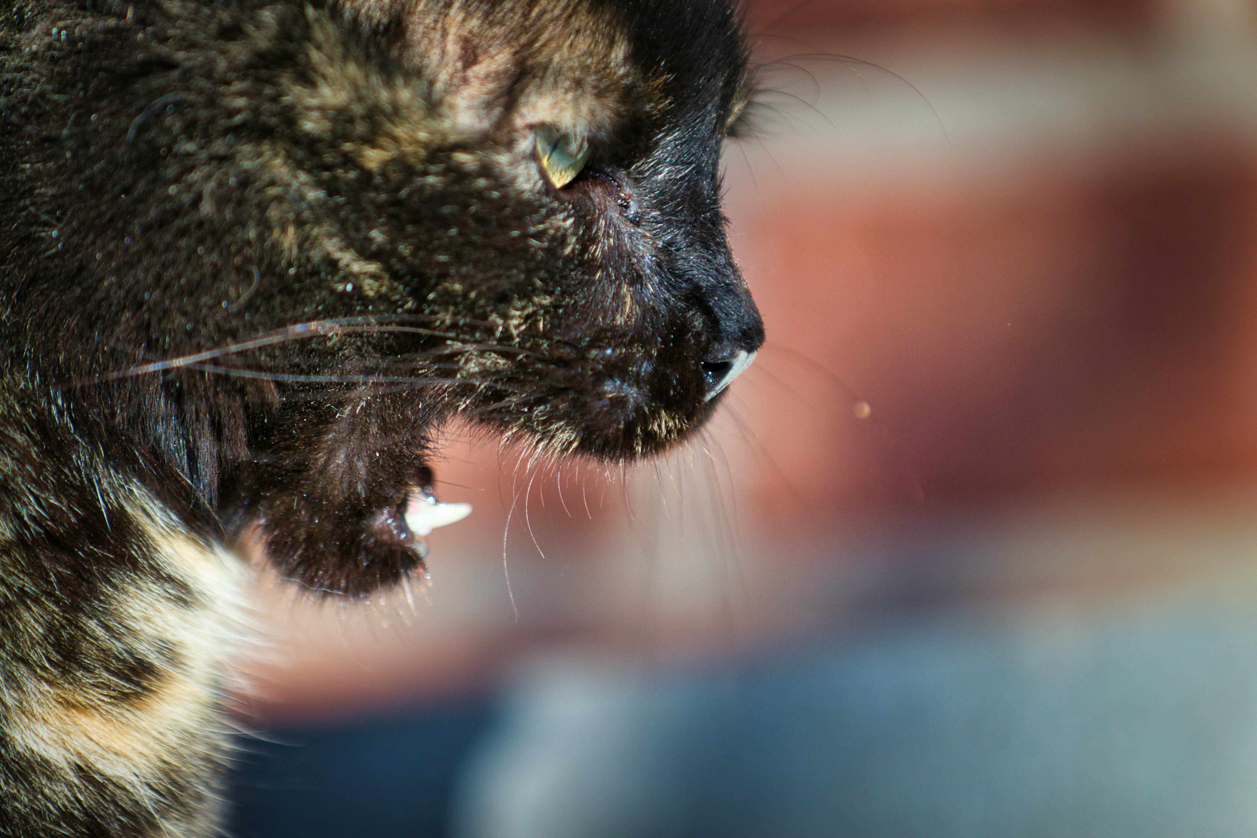 Tortie Snarl at the Edge: Close-Up of a Cat's Bared Teeth