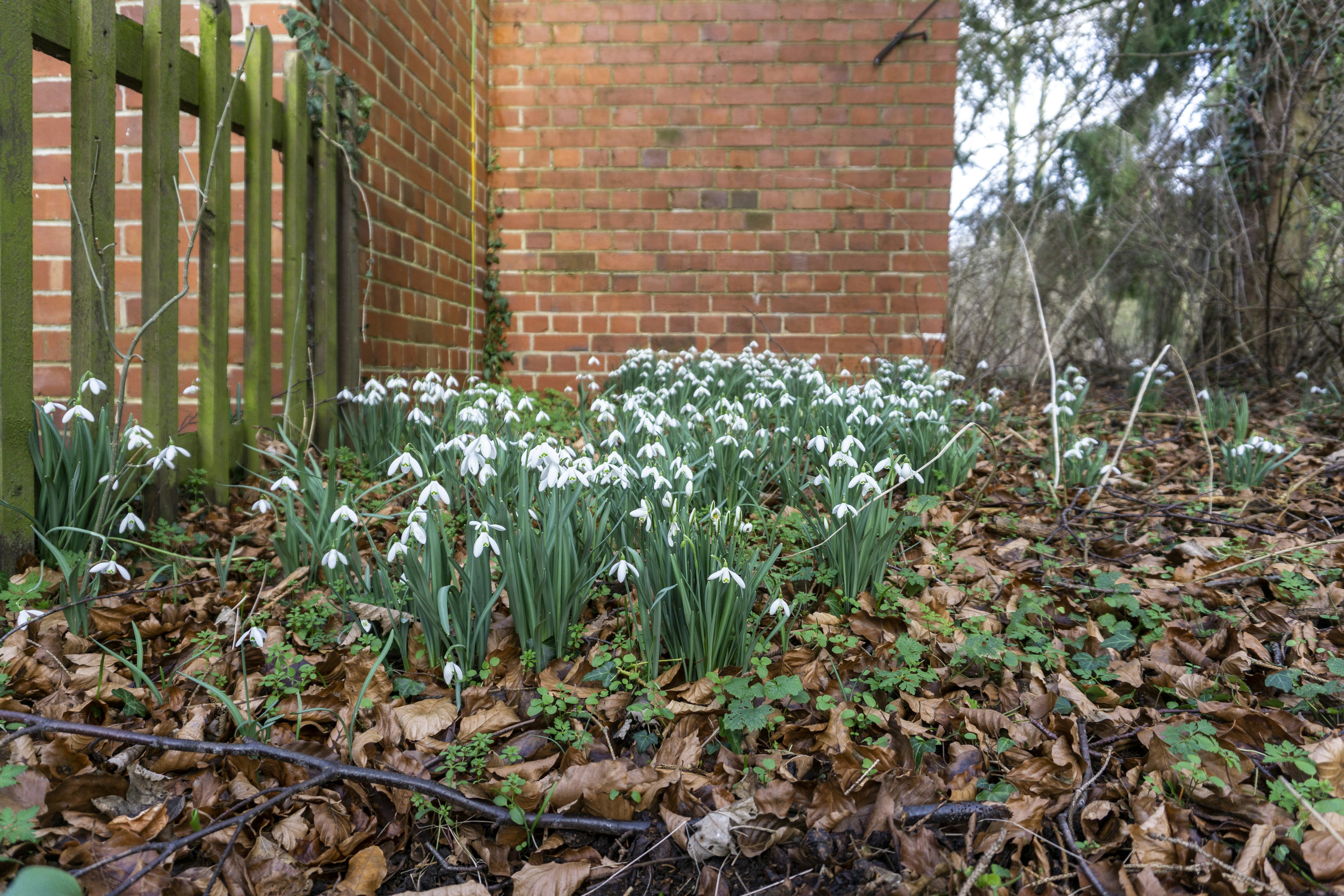 A bunch of flowers that are in the dirt photo – Free Semer Image on ...