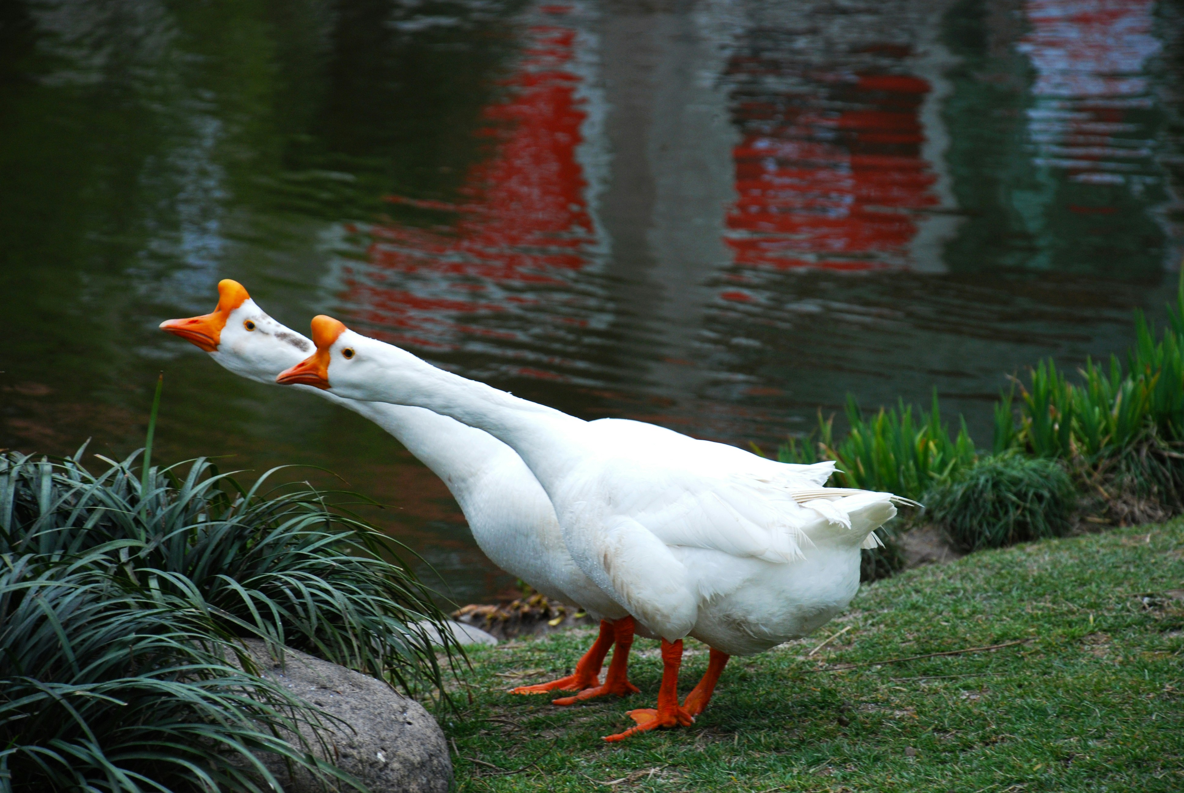 a couple of ducks standing next to a body of water
