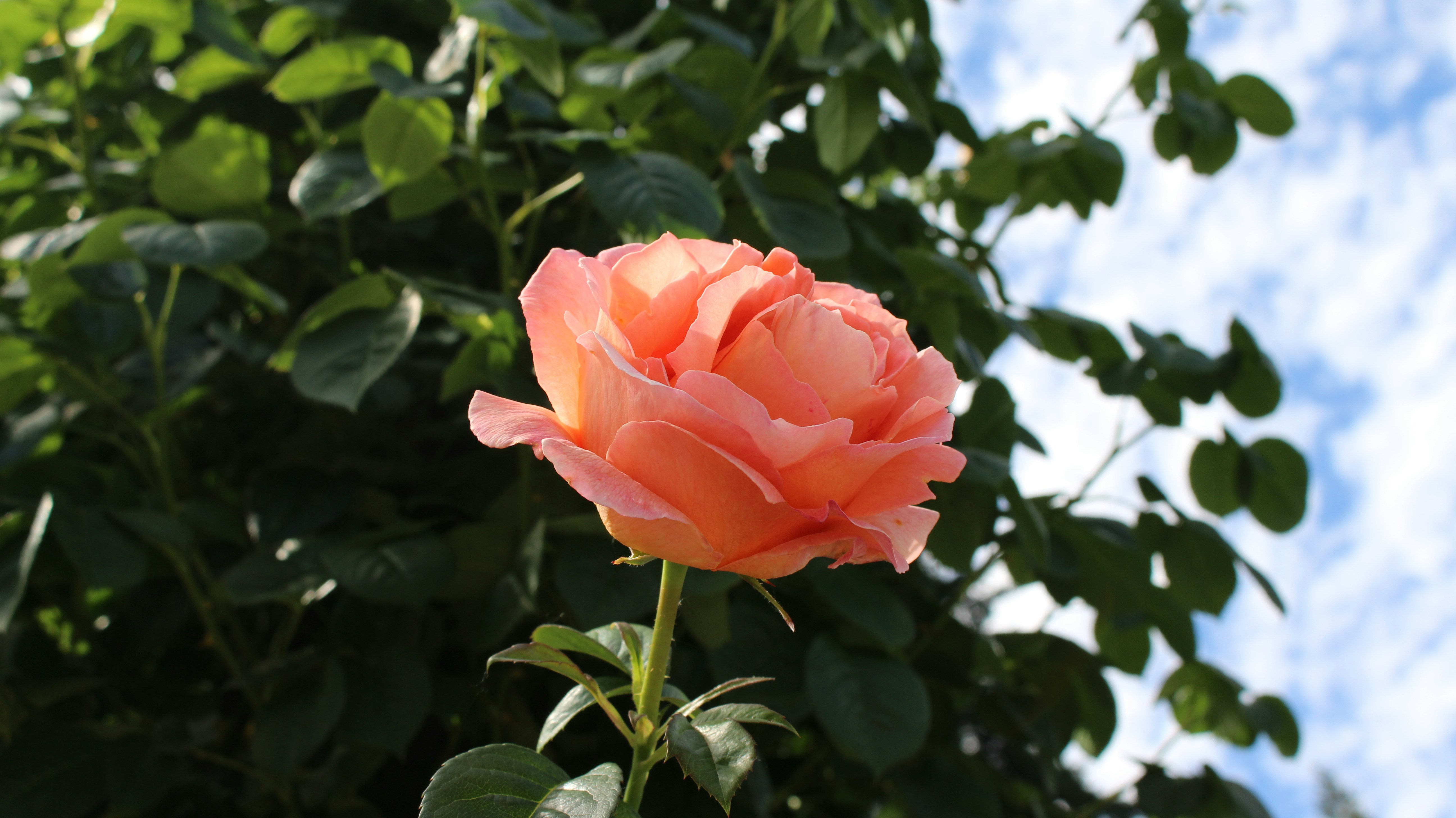 Foto Una rosa rosa está floreciendo en un día soleado – Imagen Arbusto ...