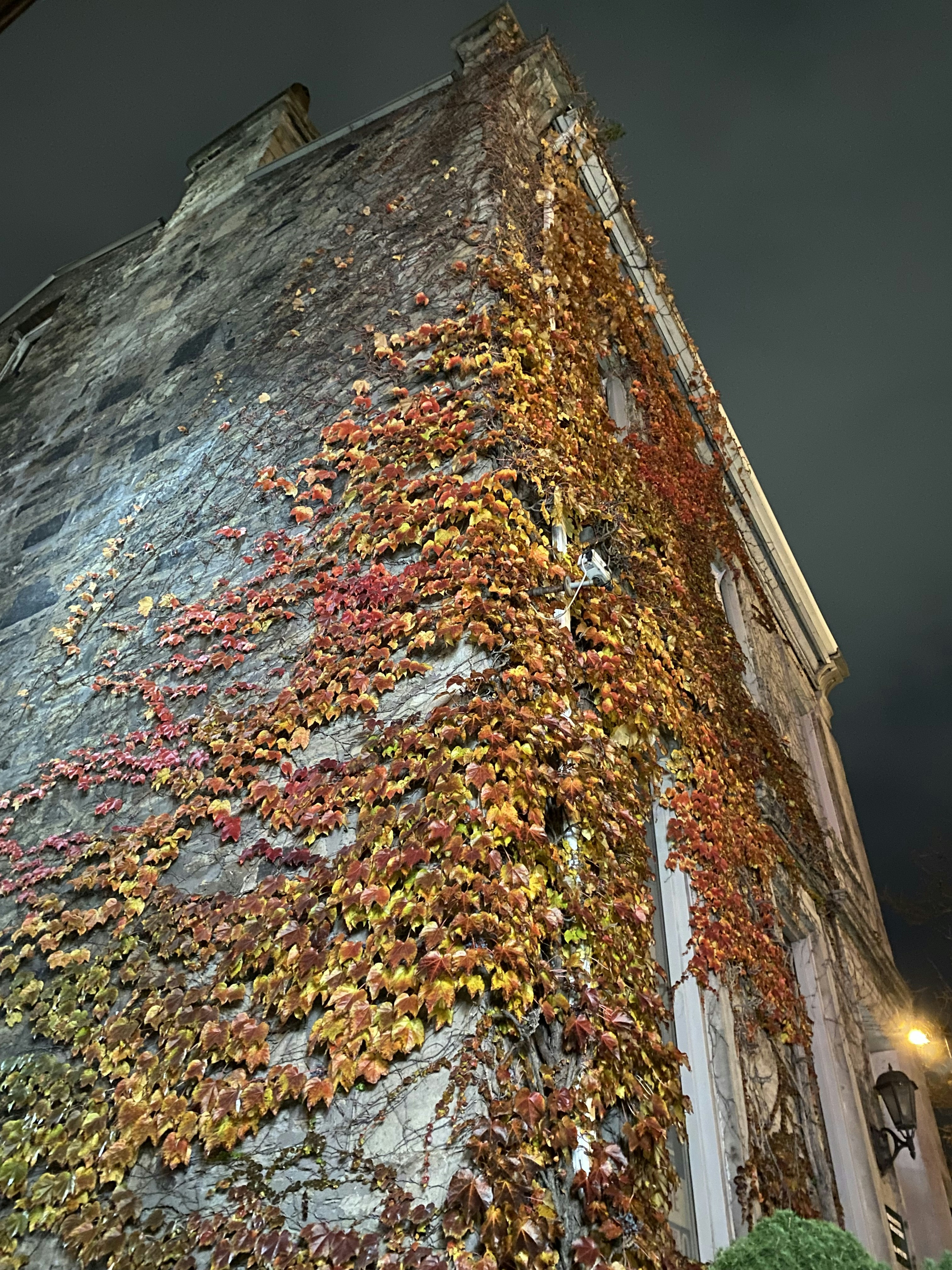 A very tall building covered in lots of ivy photo – Free Building Image ...