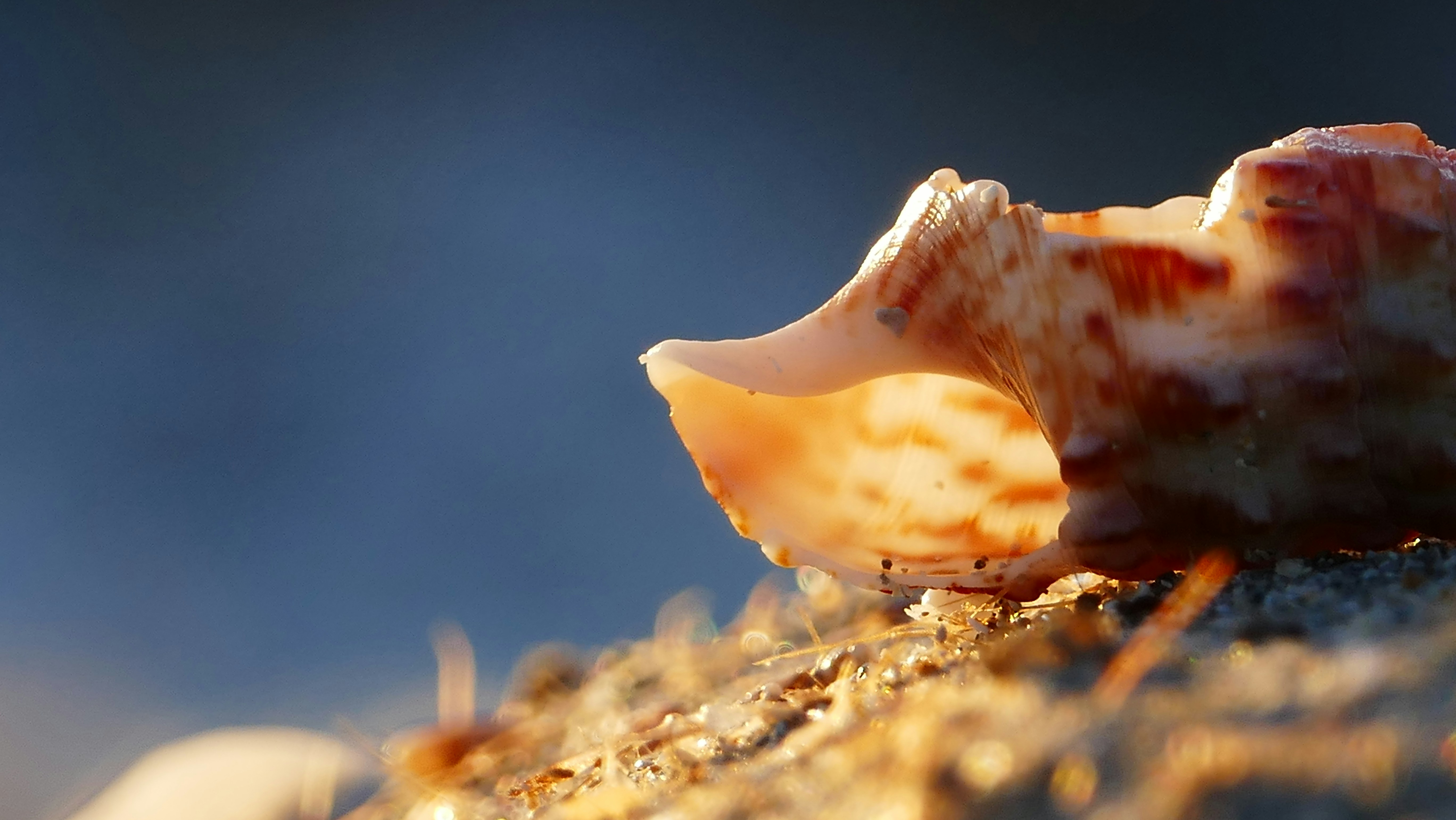 A close up of a shell on the ground photo – Free Animal Image on Unsplash