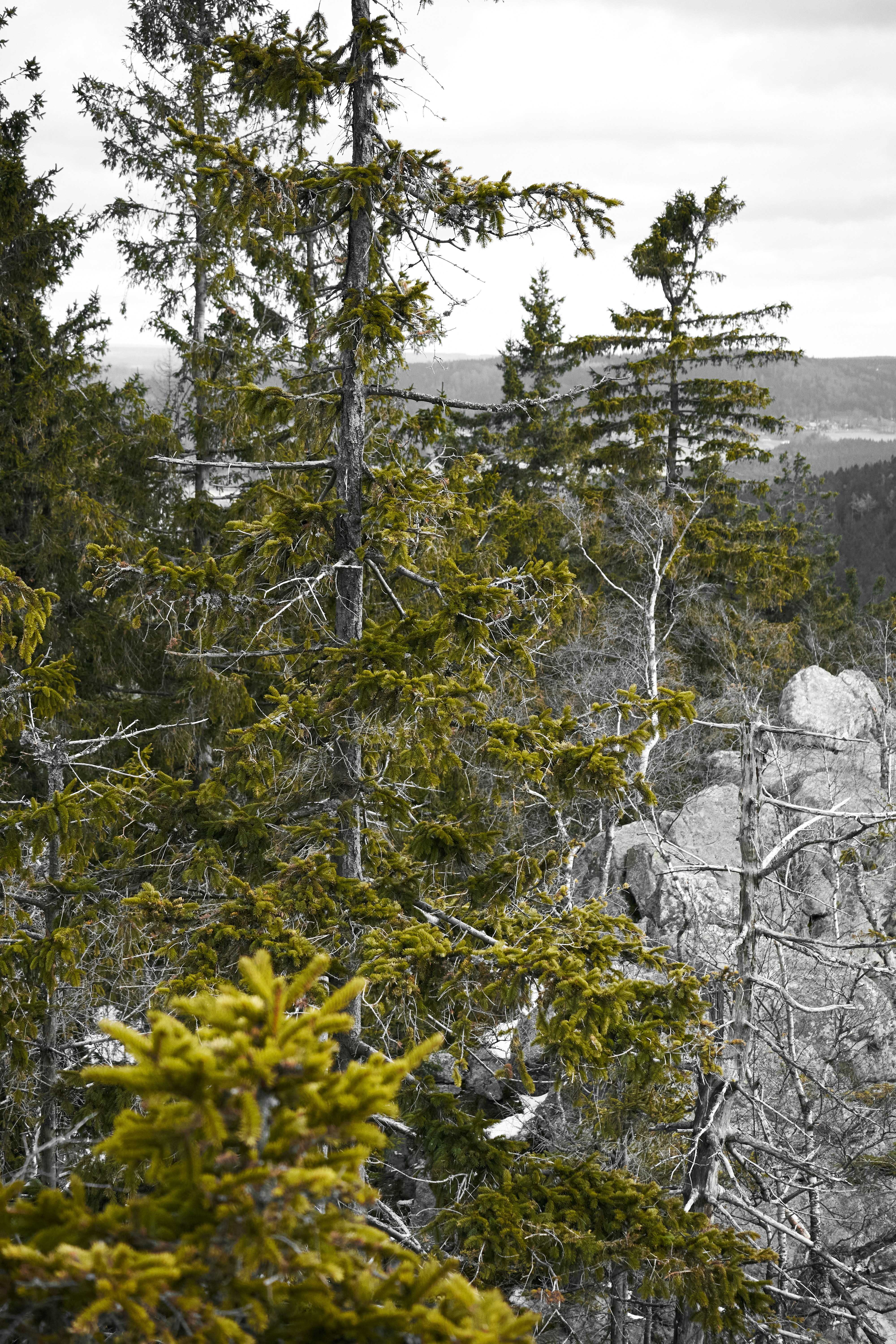 Emerald Pines Crown a Weathered Ridge