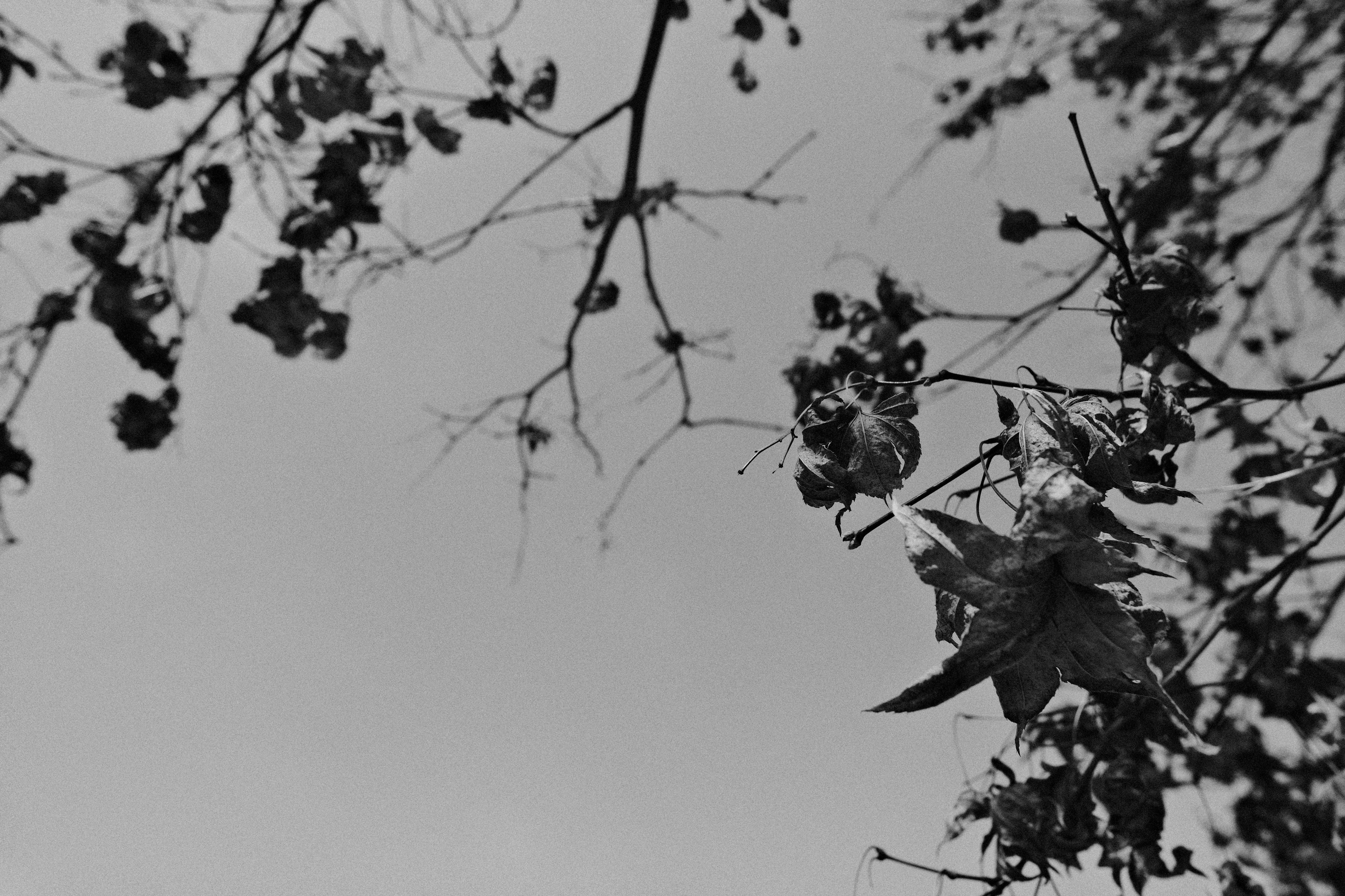 Une photo en noir et blanc d’un arbre feuillu photo – Image gratuite de ...