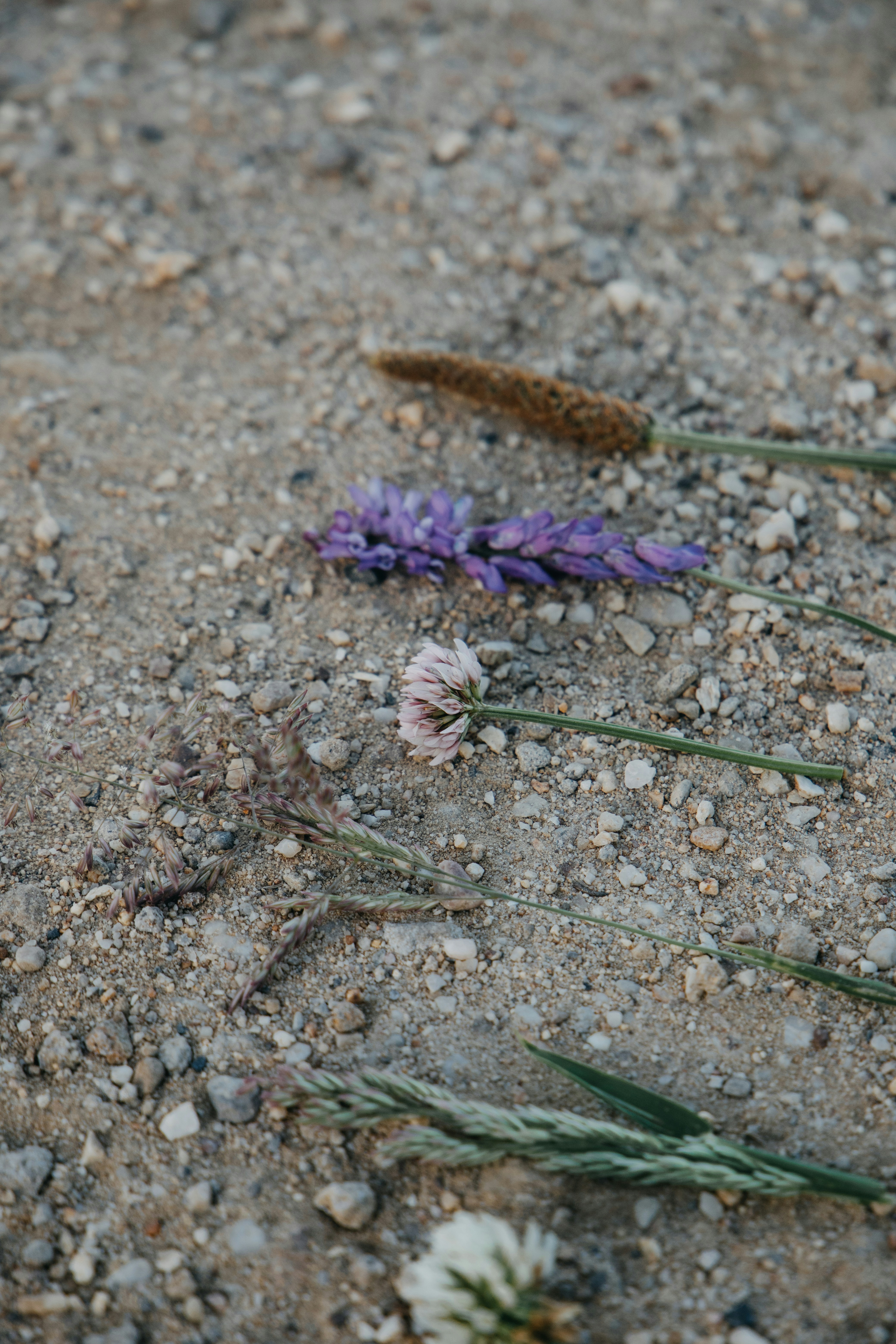 Desaturated Ground: A Quiet Bouquet Cast on Pebbled Soil