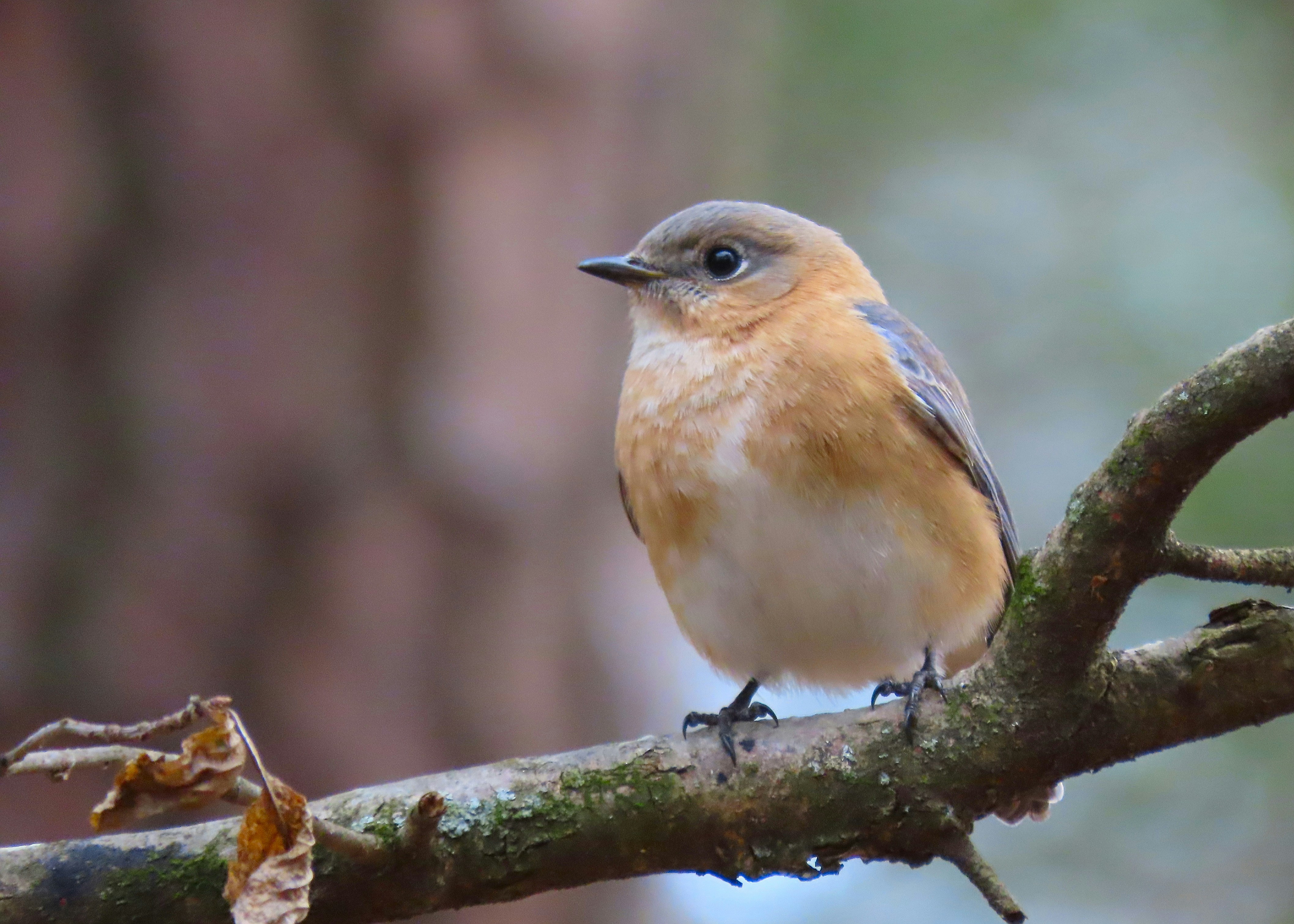 Eastern Bluebird, Feb 2022