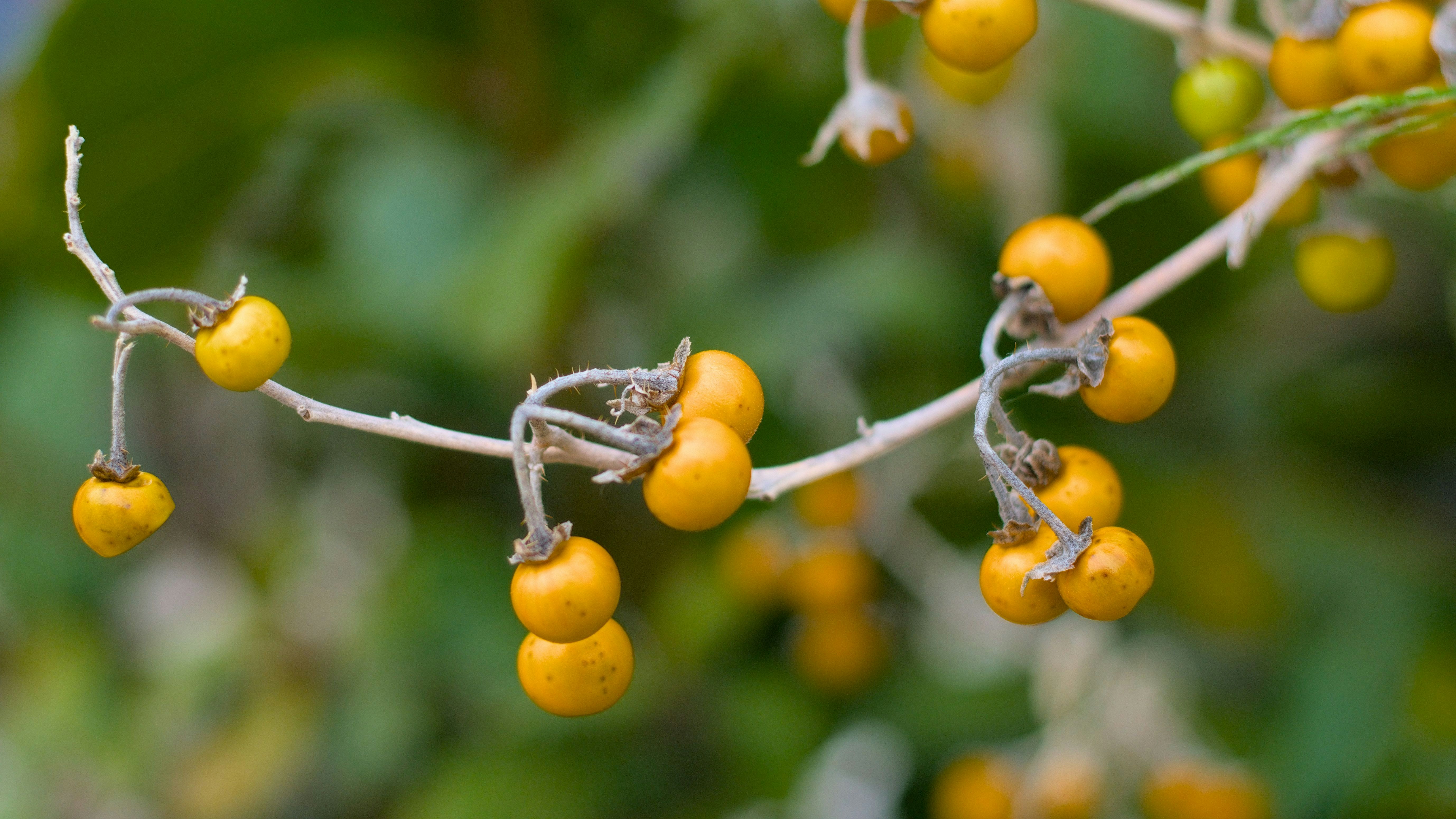 Cluster of vibrant yellow berries on a slender branch amidst lush green foliage.