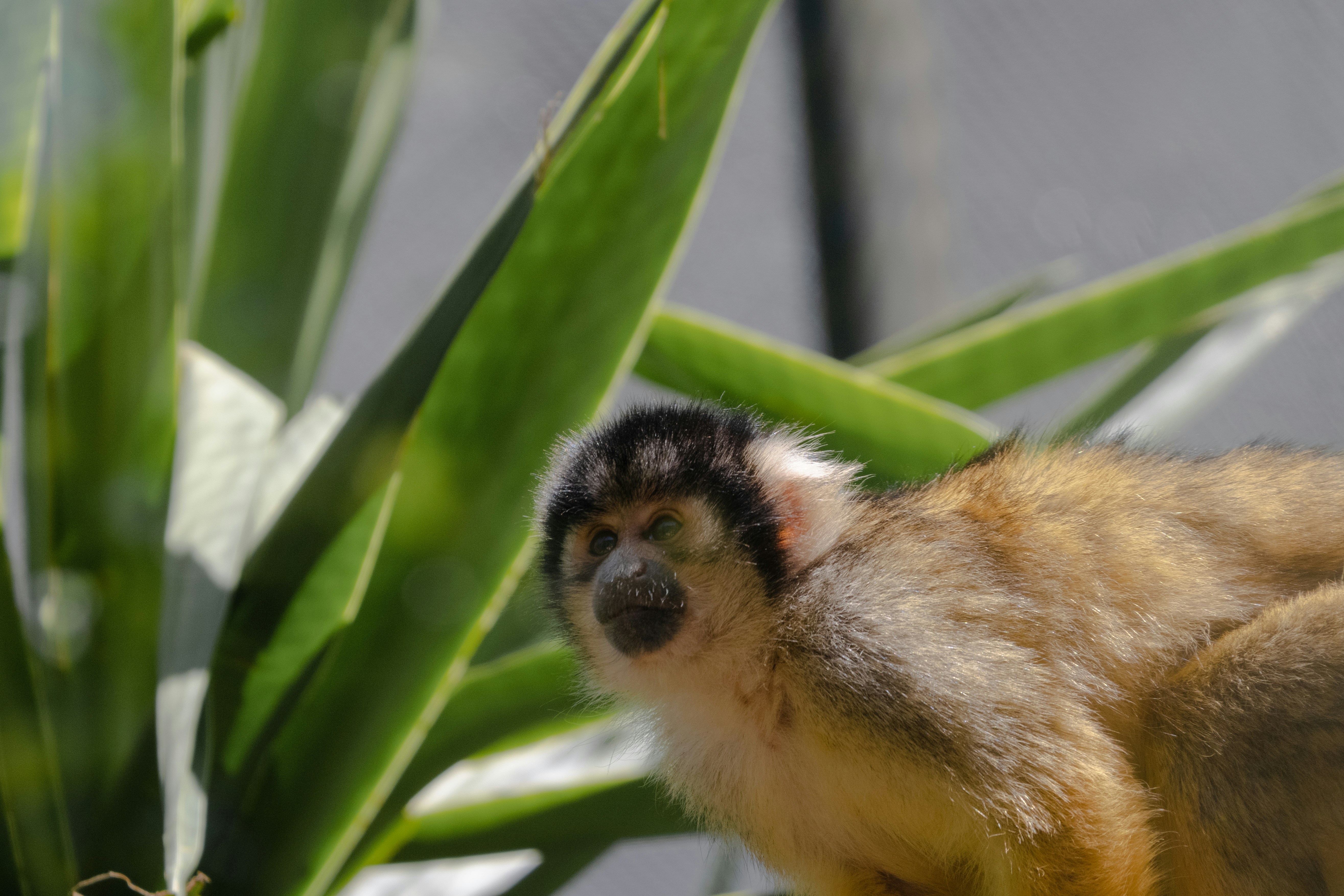 Golden Tufted Squirrel Monkey among Green Fronds