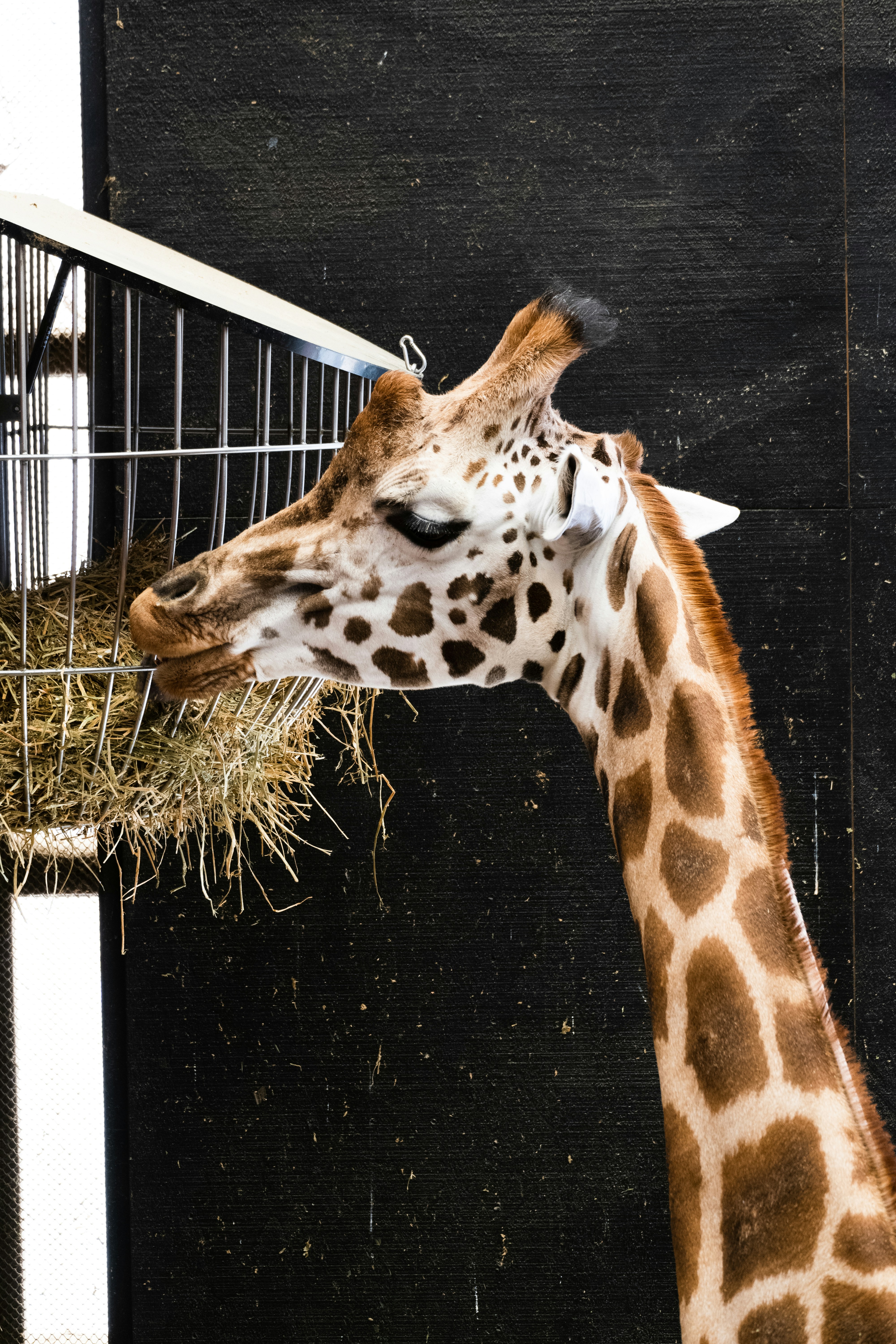 Giraffe at the Feed Window: Calm Gaze, Hay-Framed Snack