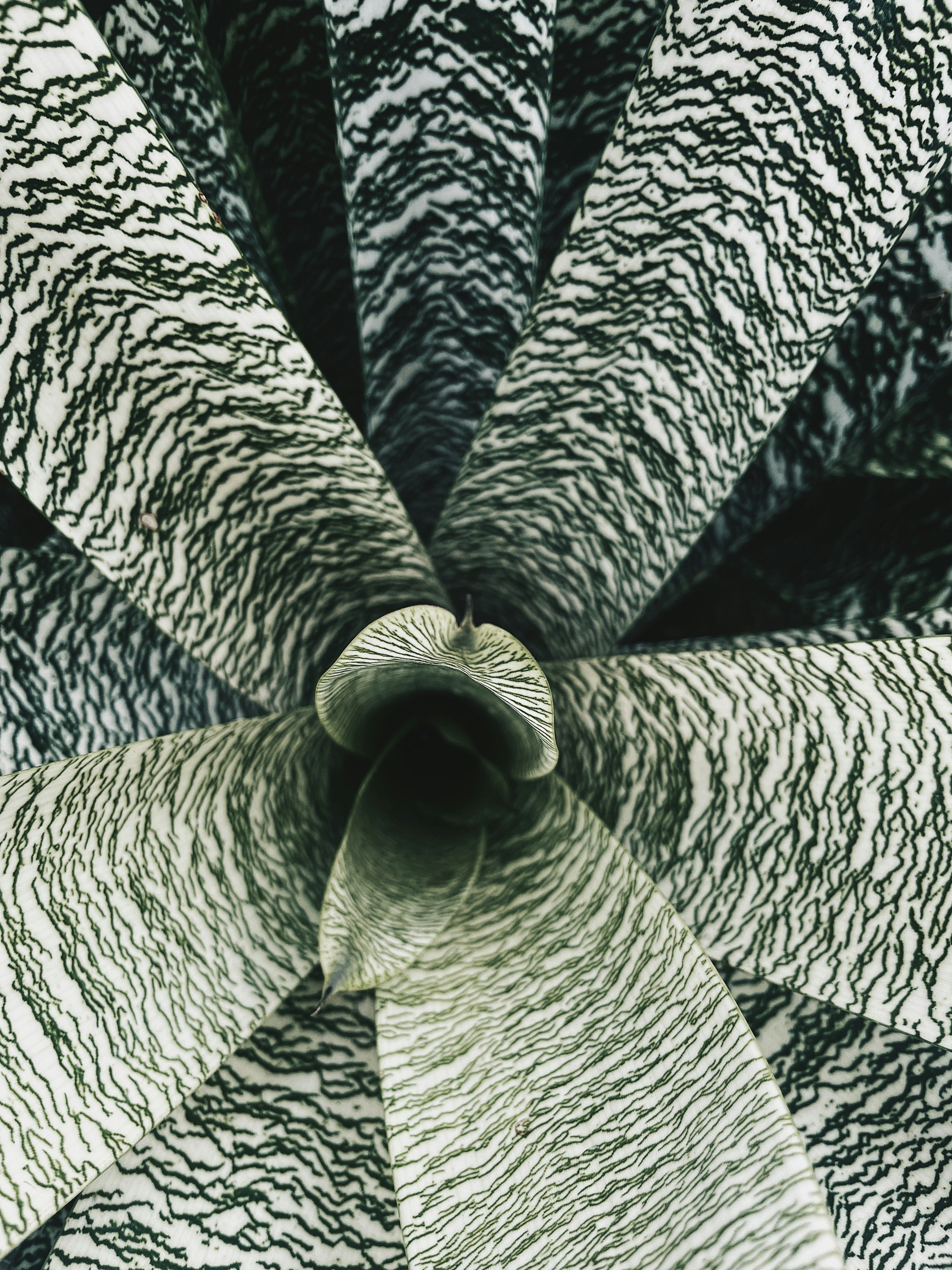 Spiral Zebras: Close-Up of a Zebra-Patterned Succulent Rosette