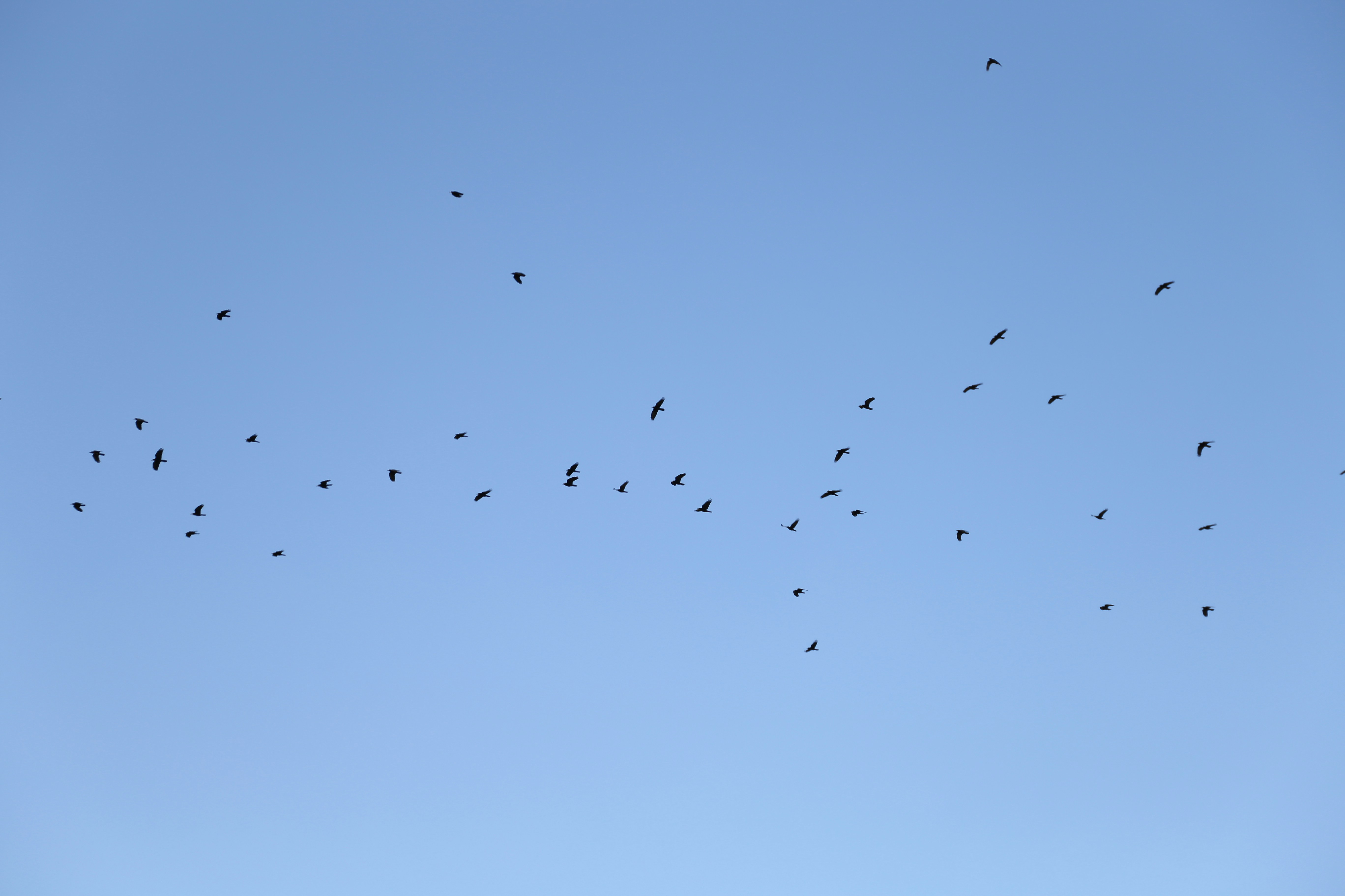 A flock of birds flying through a blue sky photo – Free Bird flying Image on Unsplash