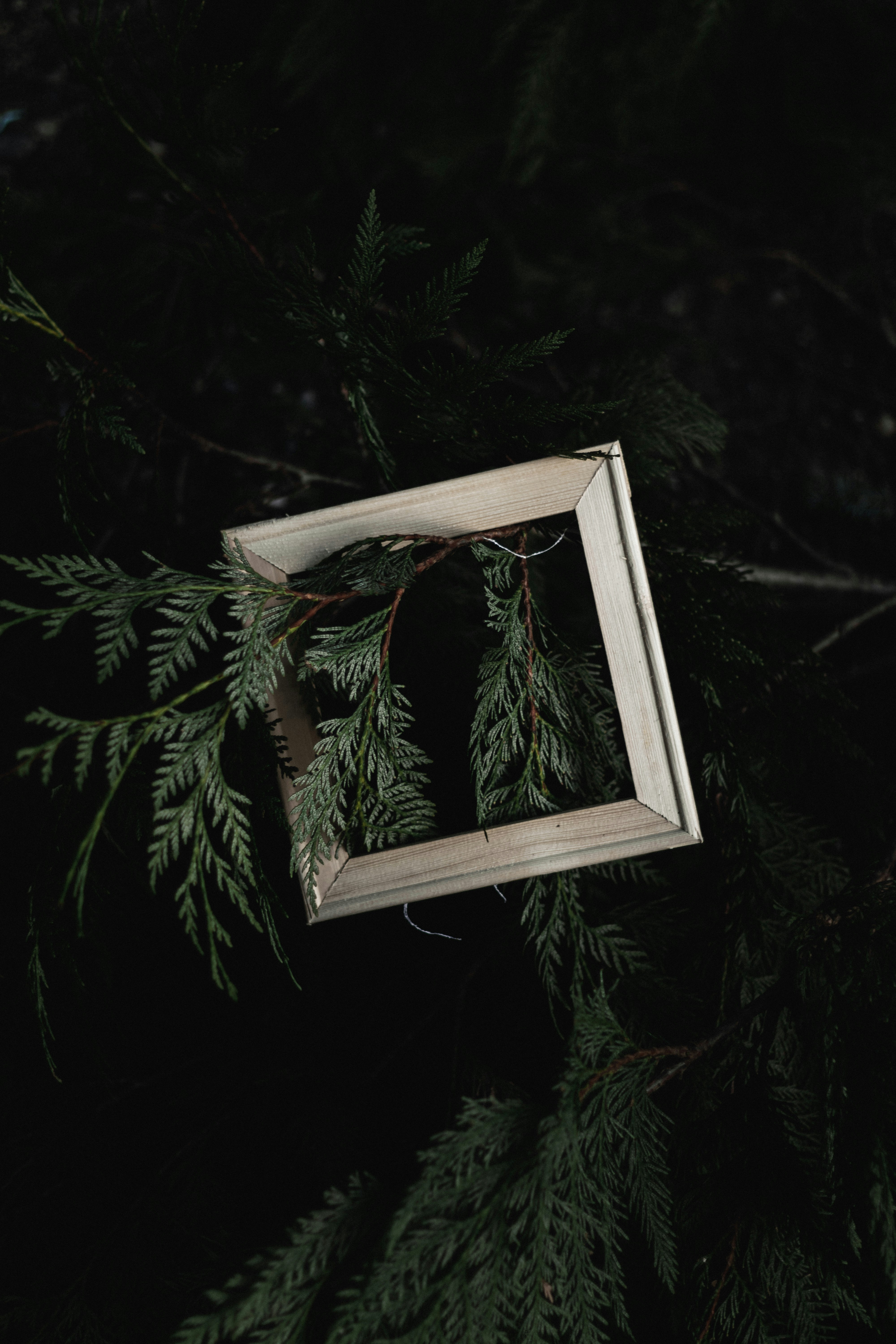 A picture frame hanging from a tree branch photo – Free Plant Image on ...
