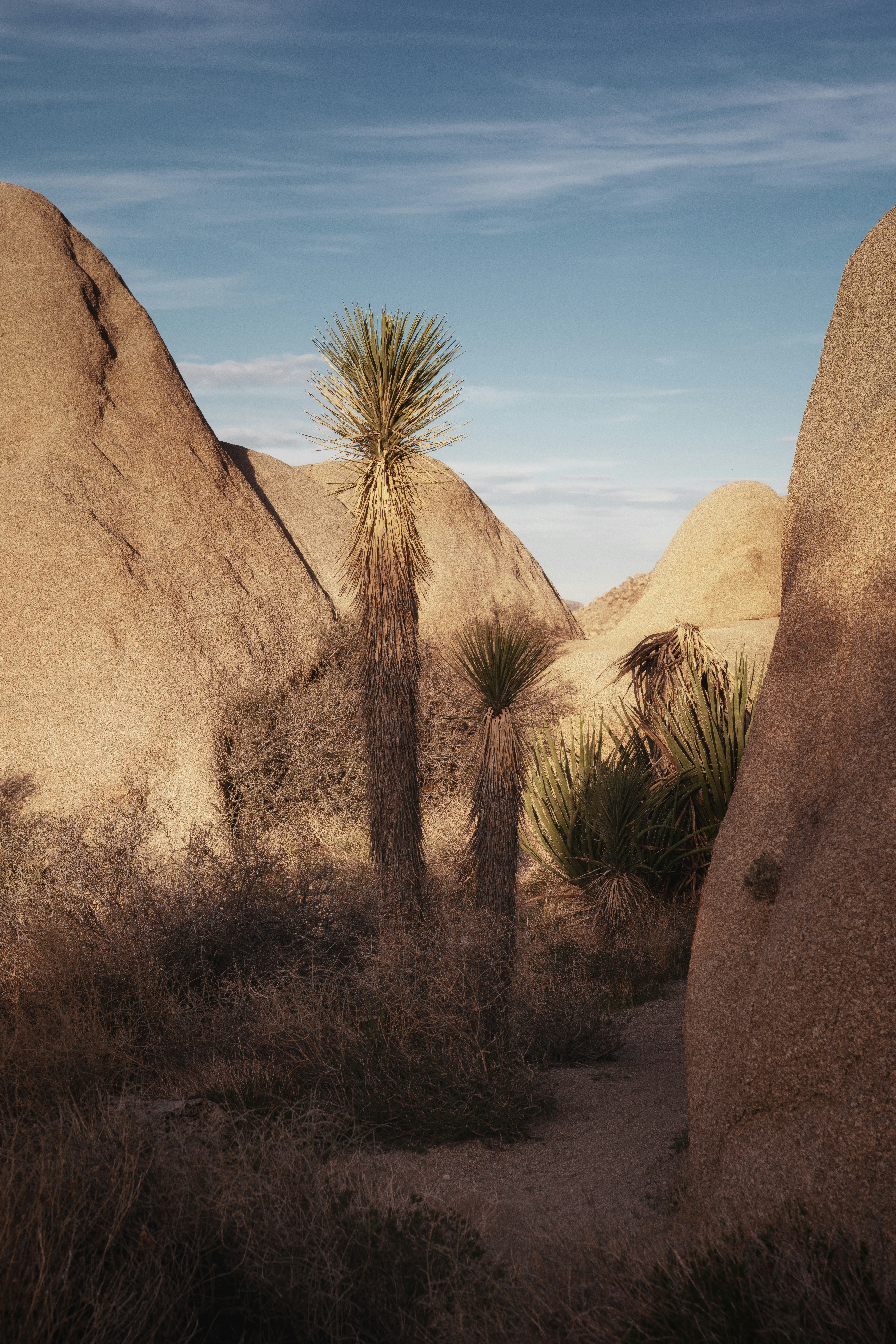 Desert Sentinel Between Granite Giants