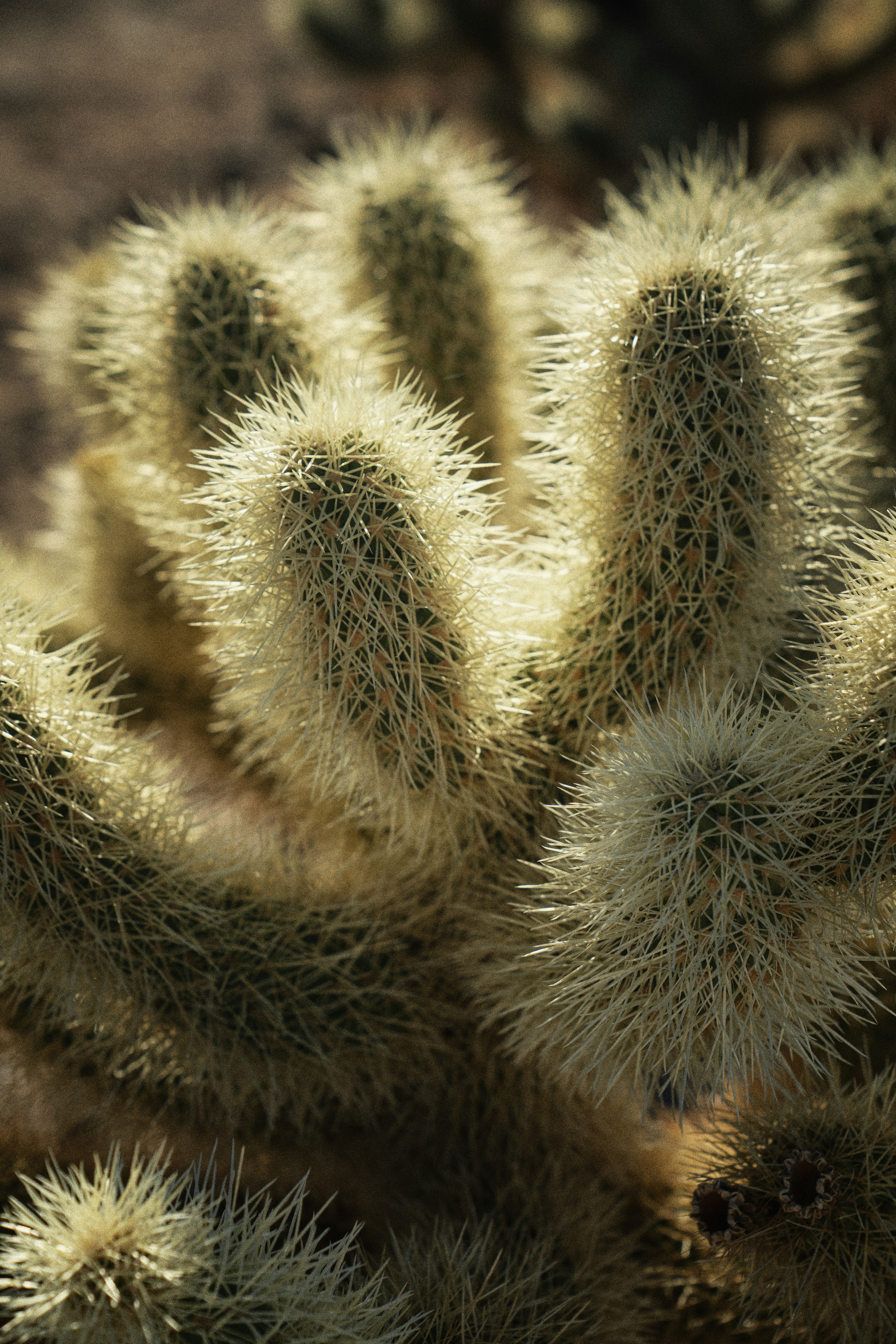 Gros plan d’une petite plante de cactus photo – Photo Arbre de joshua ...