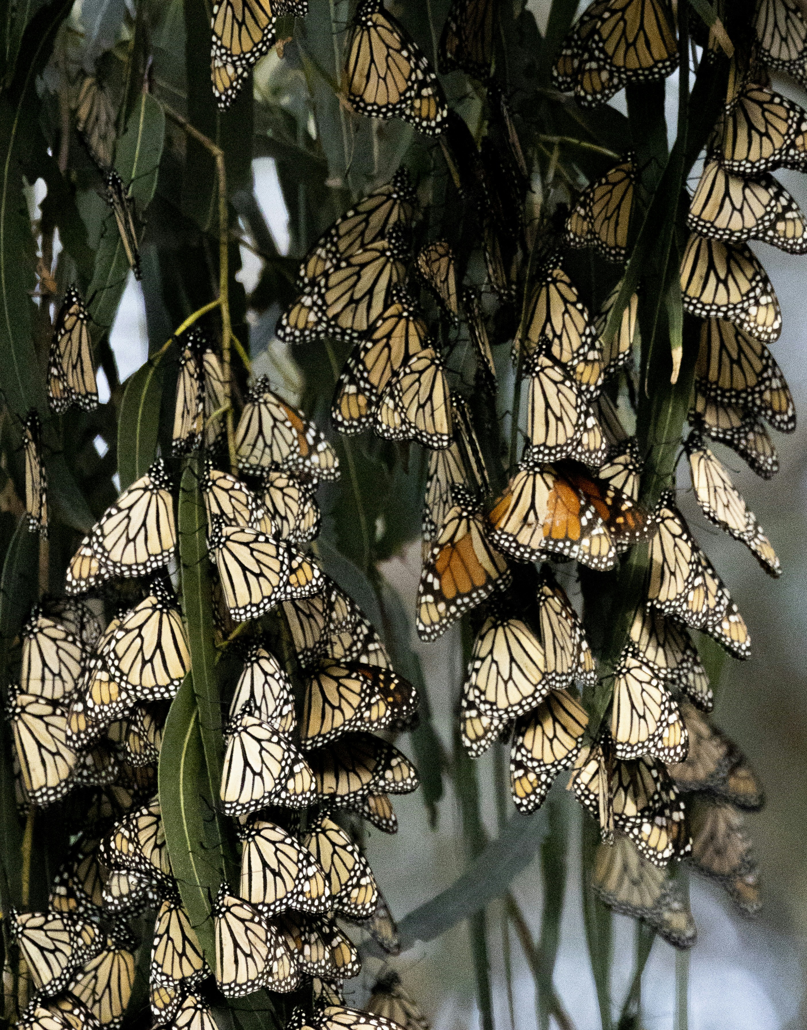 Butterfly Chorus on Green Whispers