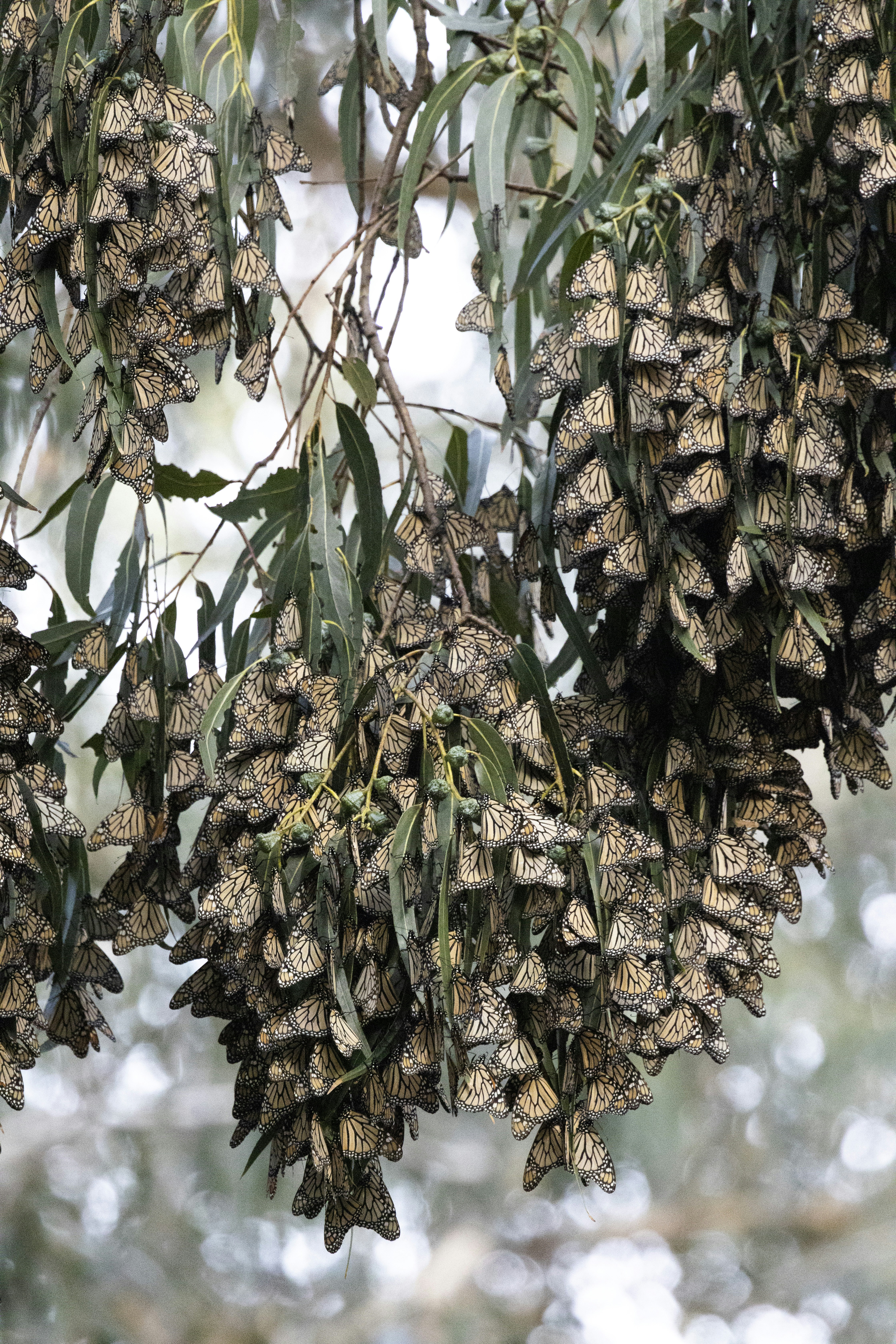 Amber Lace Over Green Fronds: A Cascade of Dried Seed Clusters